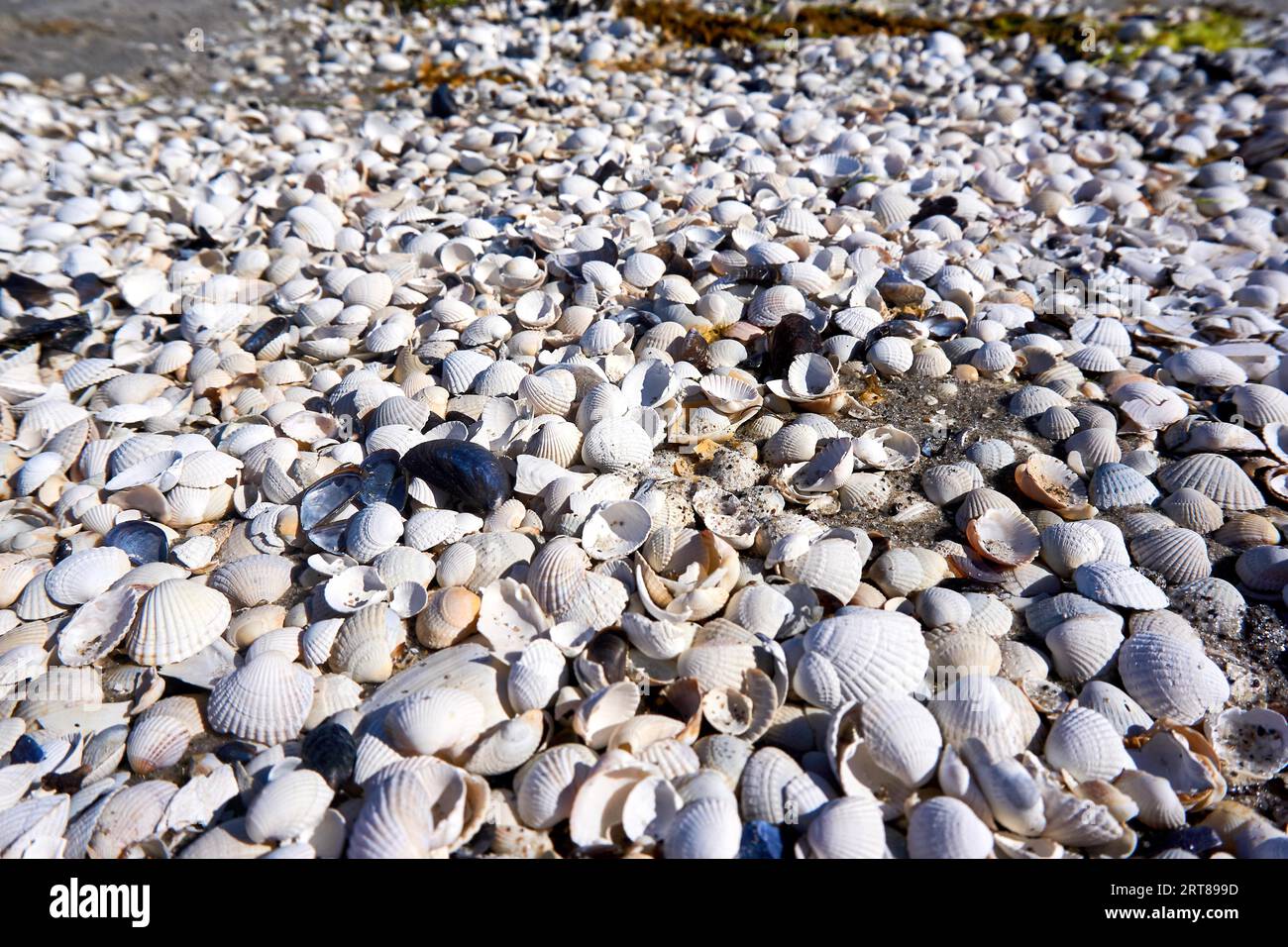 Group of white sea shells on beach Stock Photo - Alamy