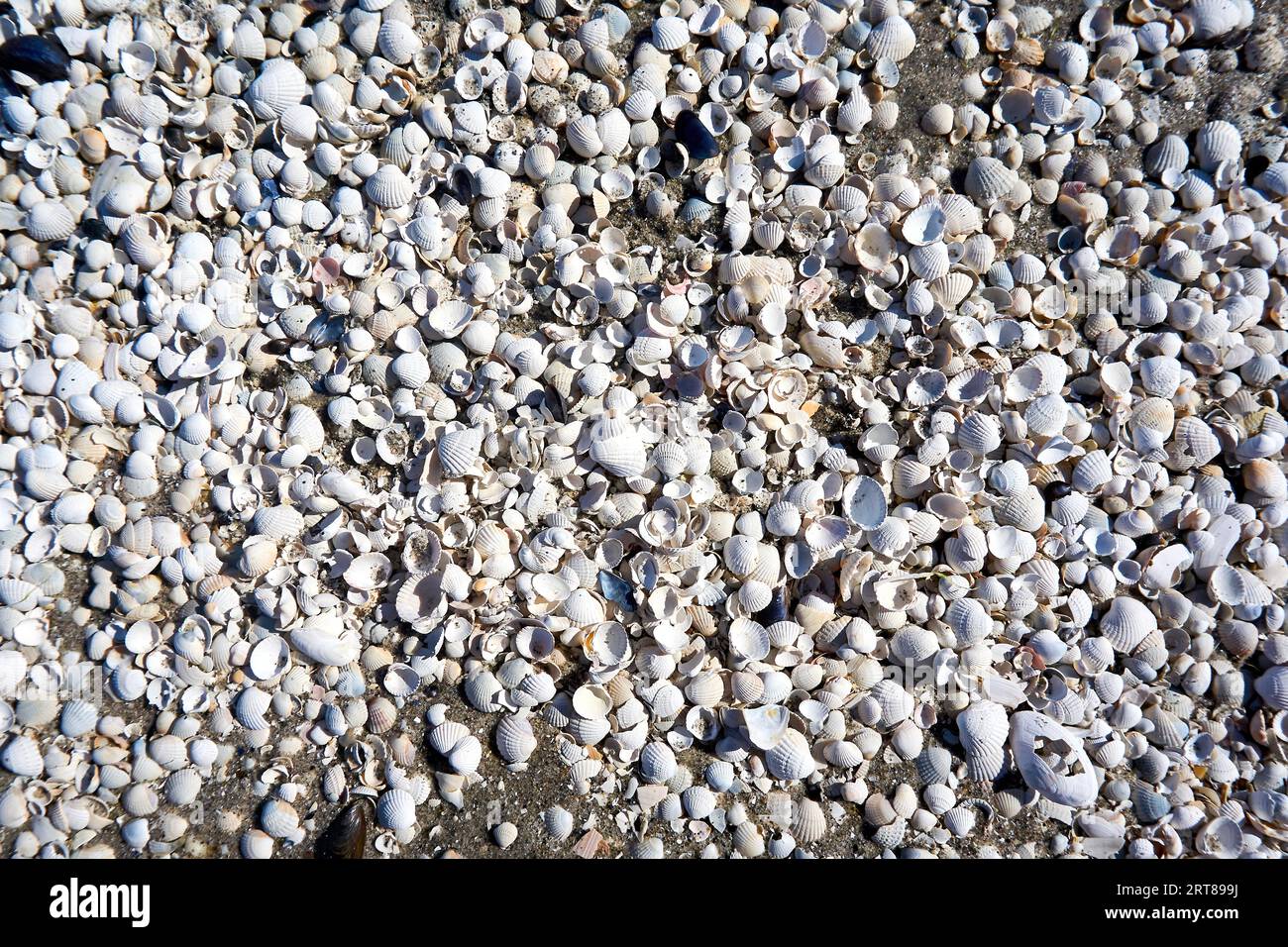 Group of white sea shells on beach Stock Photo - Alamy