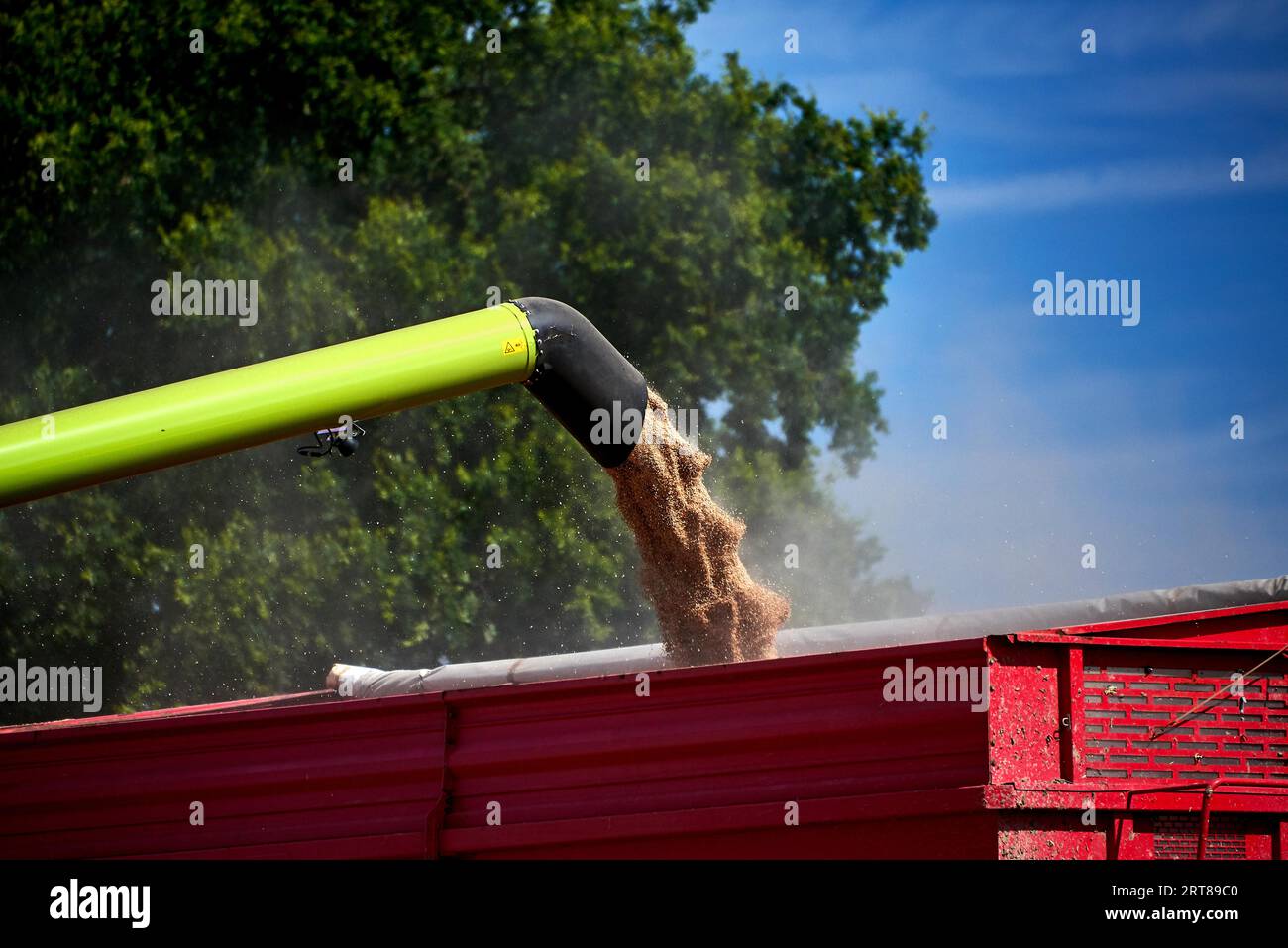 Unloading wheat grain Stock Photo - Alamy