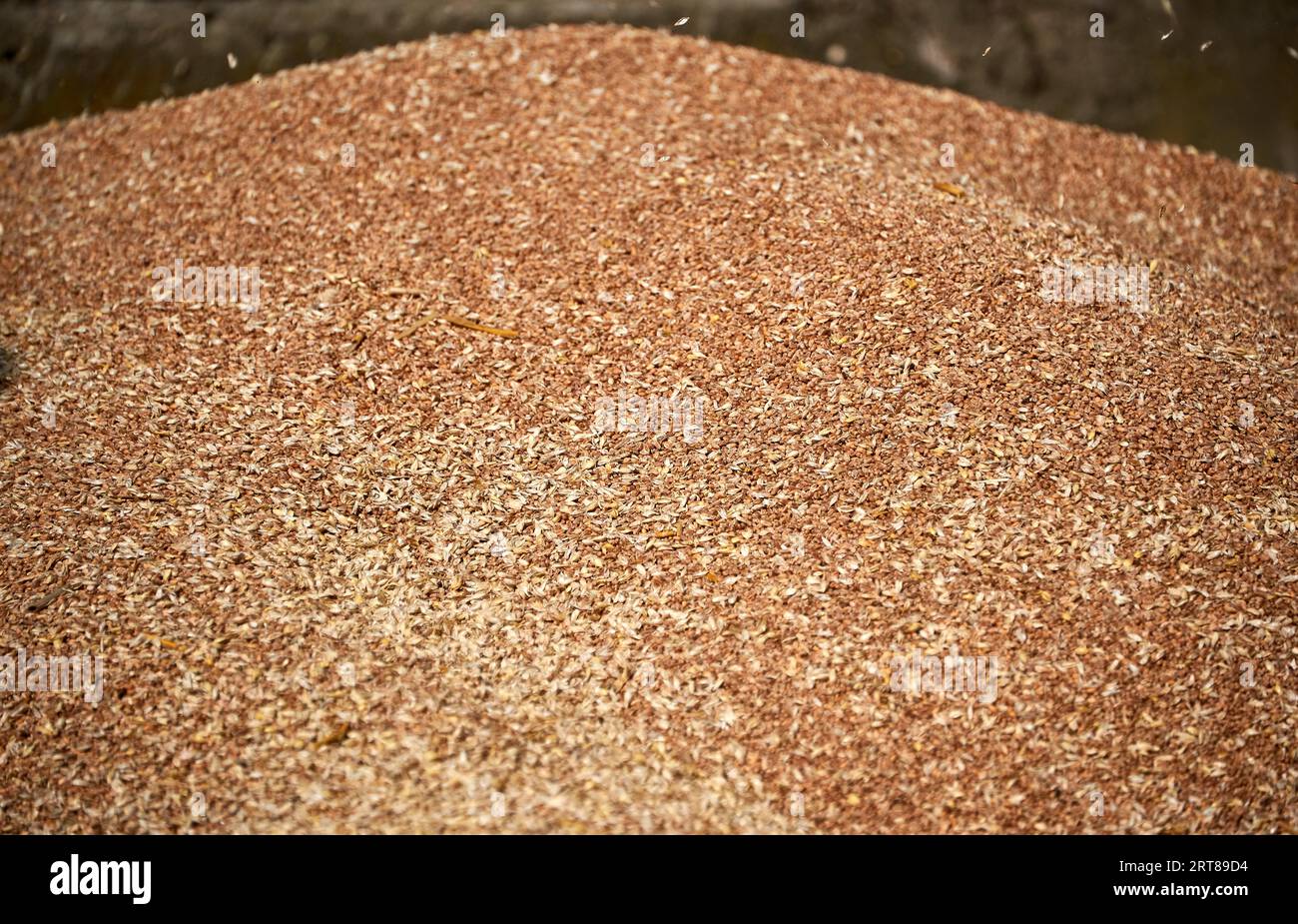 Unloading wheat grain Stock Photo - Alamy