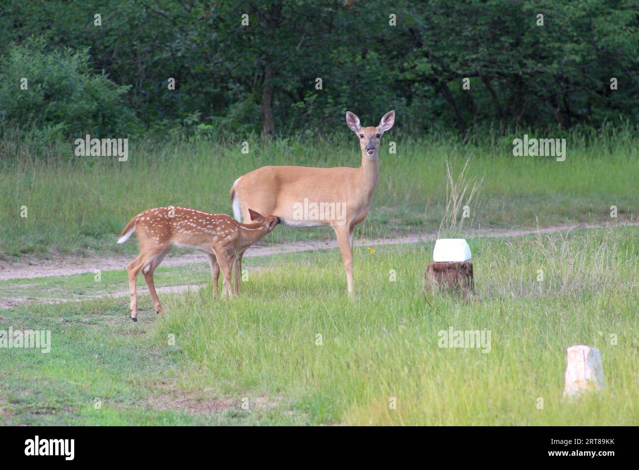 Nursing fawns hi-res stock photography and images - Alamy