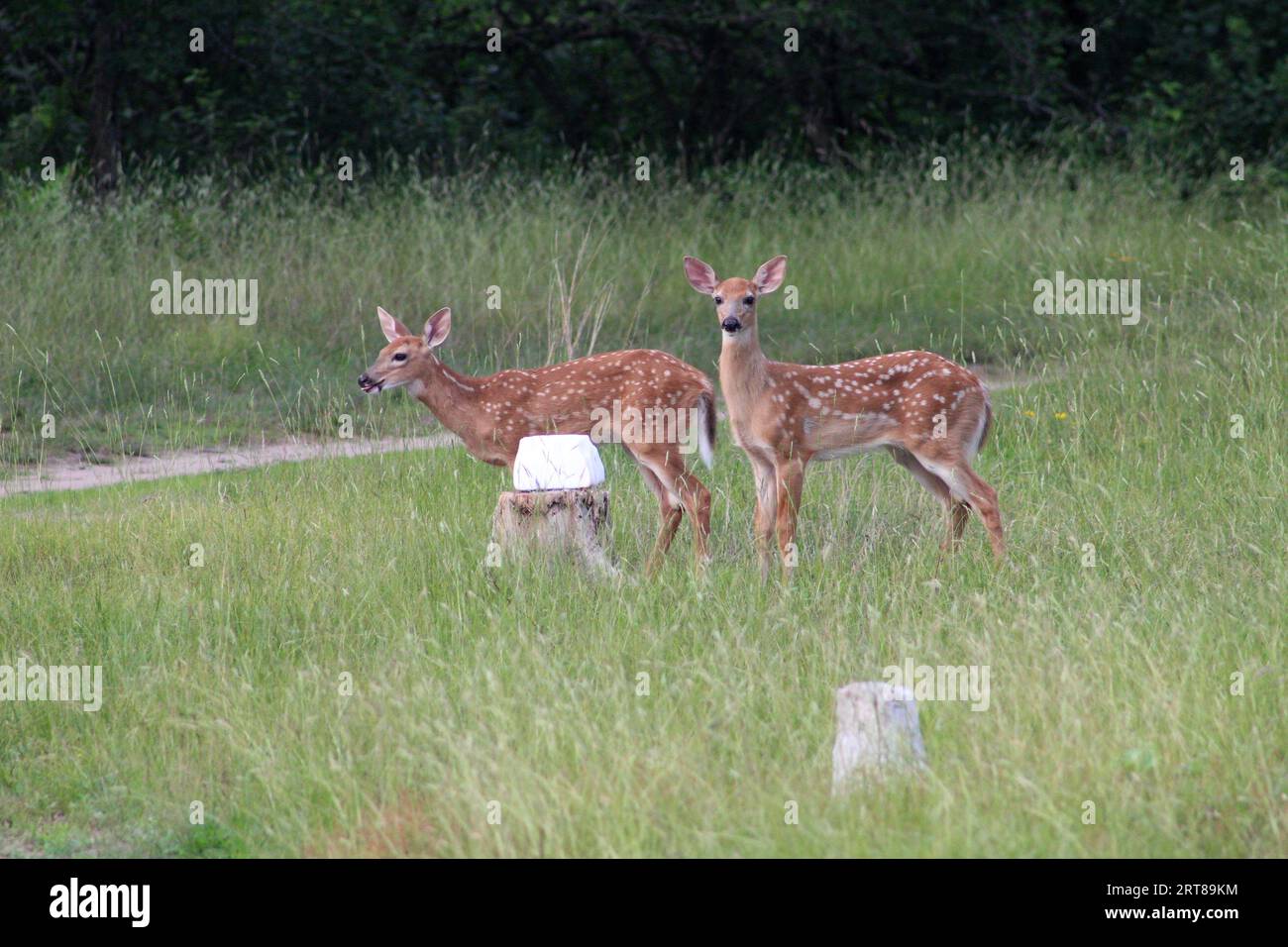Two Fawns Standing Near A Salt Lick Stock Photo - Alamy