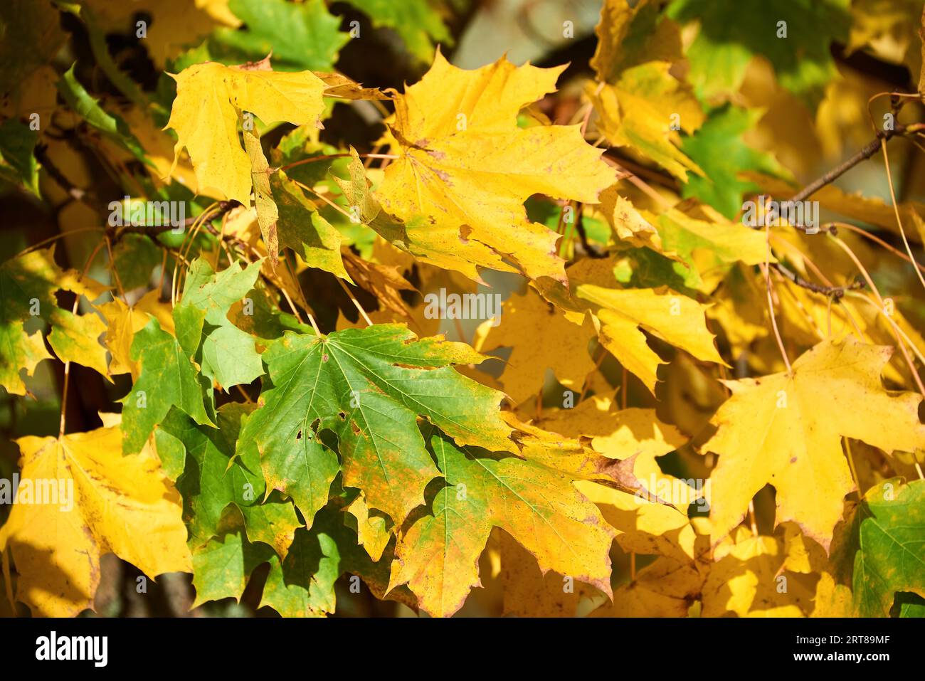 Canadian maple leafs in autumn Stock Photo - Alamy