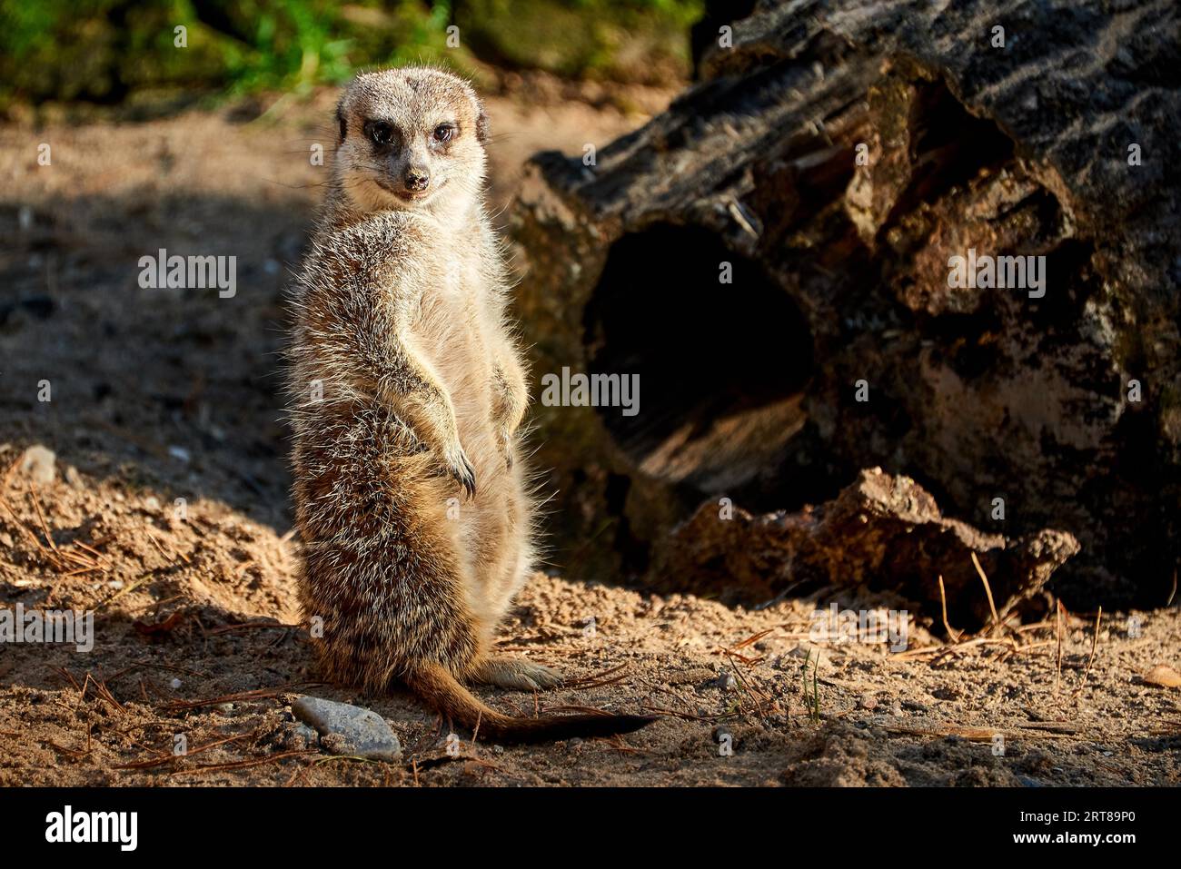 Meerkat Manor Logo Meerkat Manor (2005) | MovieWeb