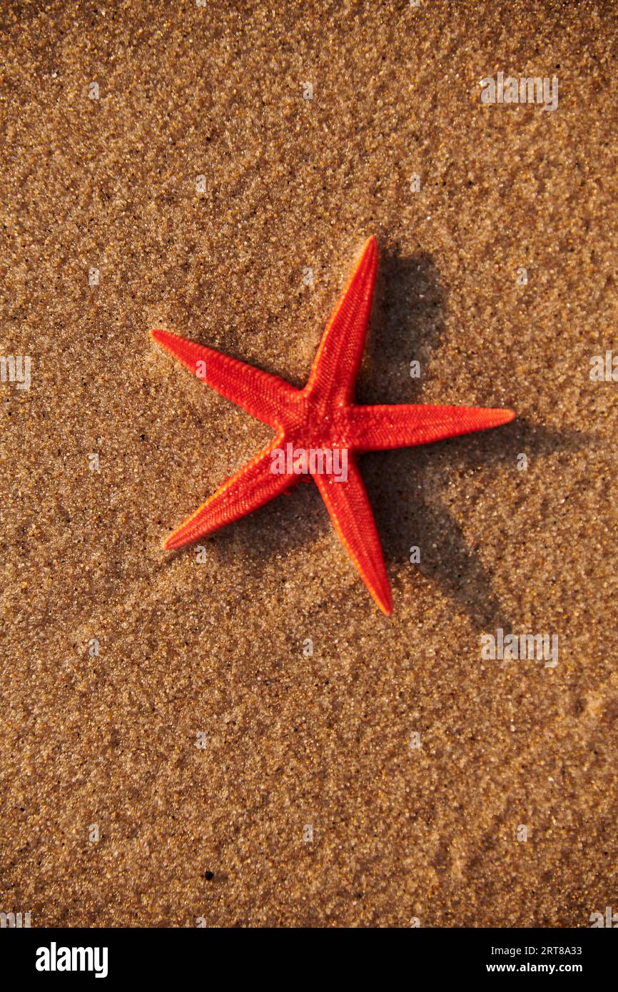 Starfish and shell hi-res stock photography and images - Alamy