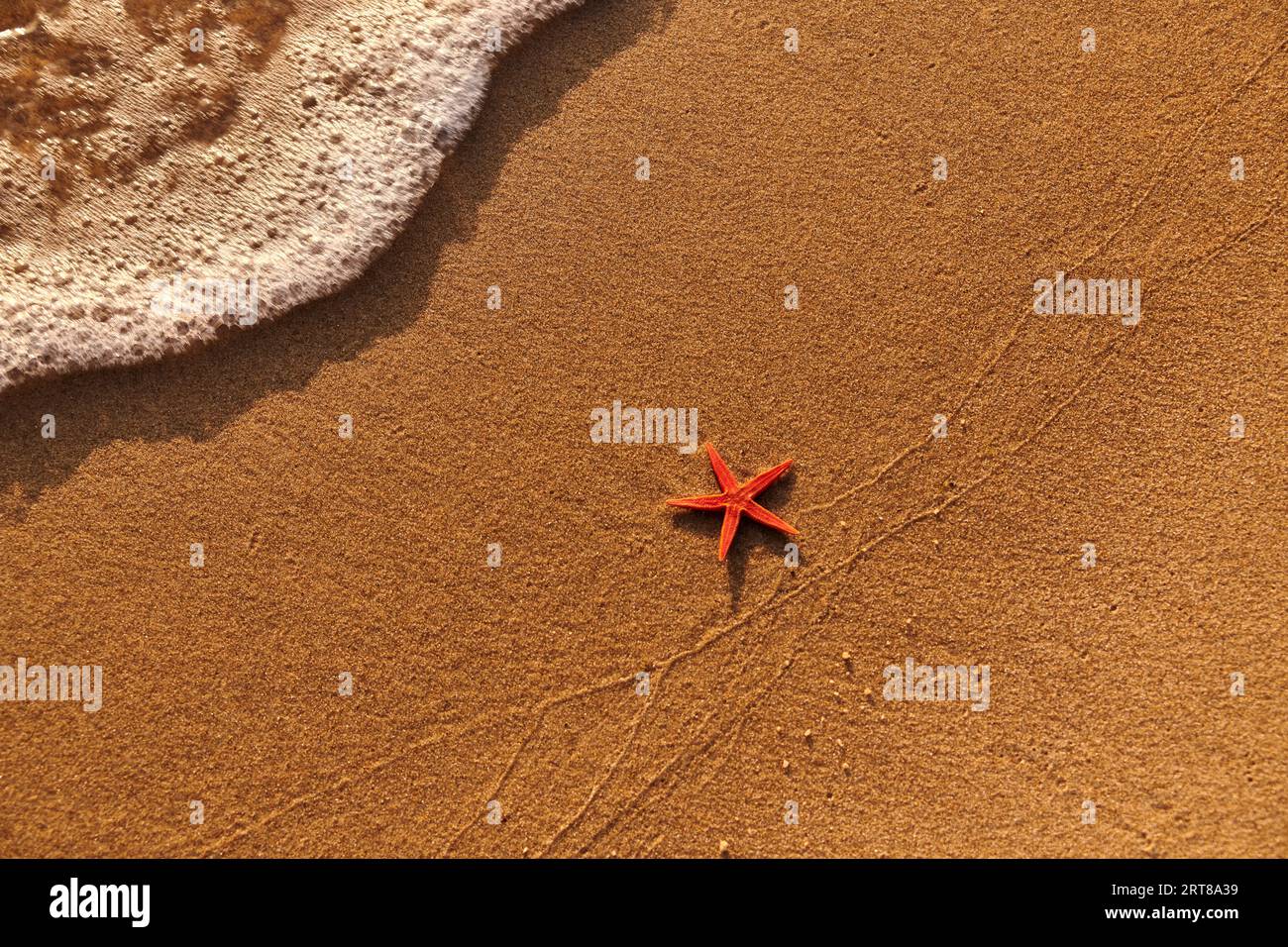 Starfish at sunset hi-res stock photography and images - Alamy