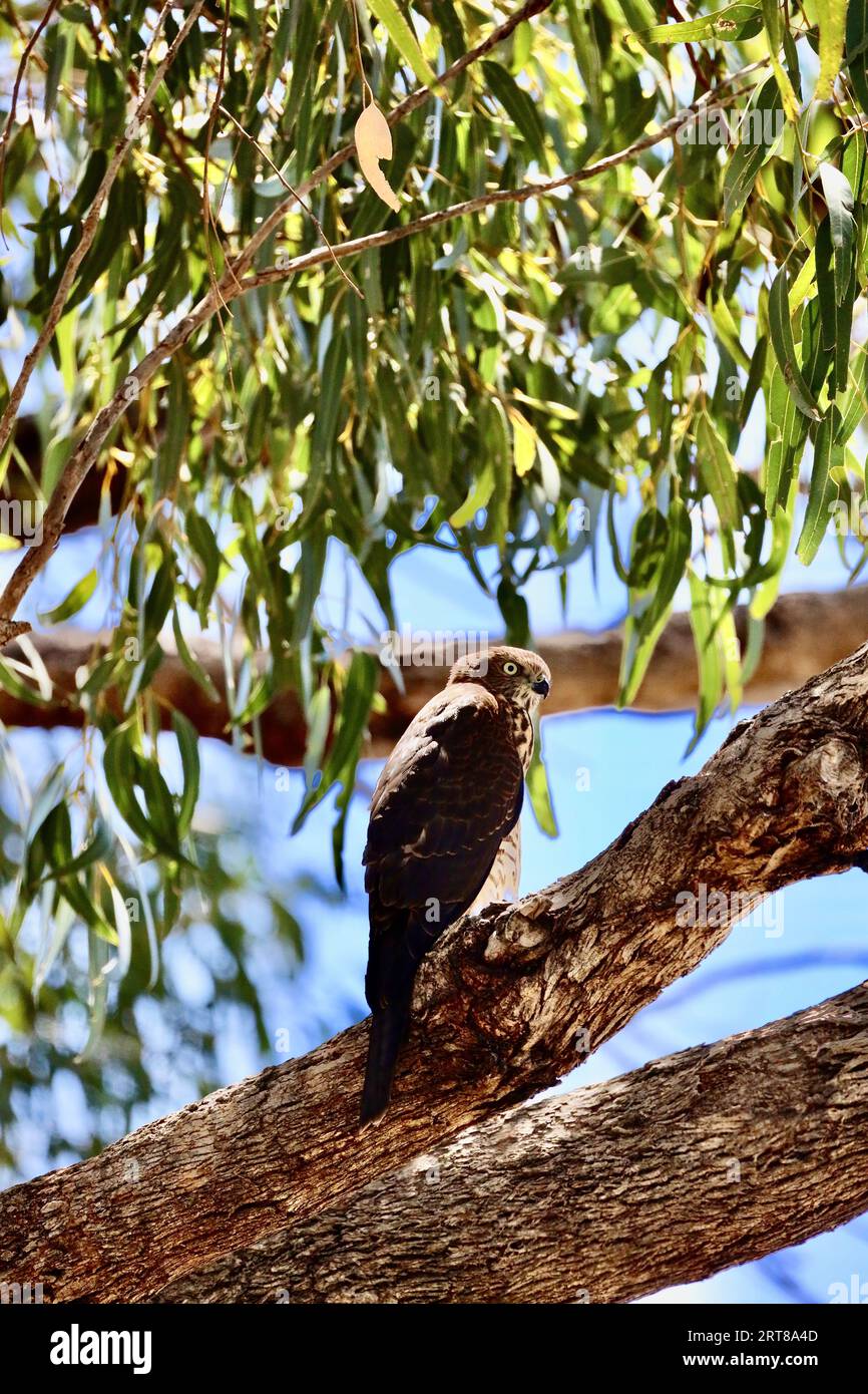 An Australian Hawk perched on a tree branch, gazing off to the side ...