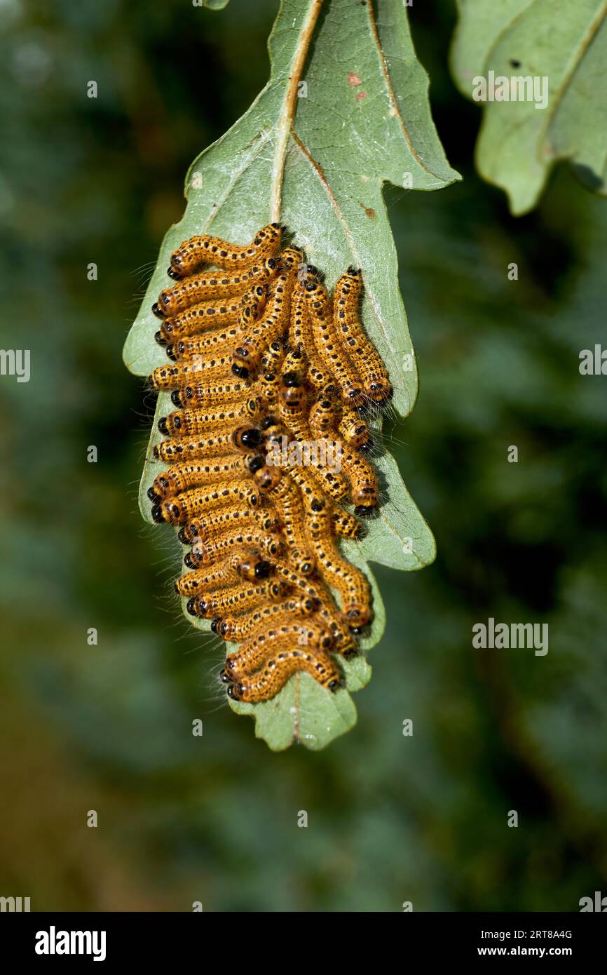 Oak processionary moth on leaf Stock Photo - Alamy