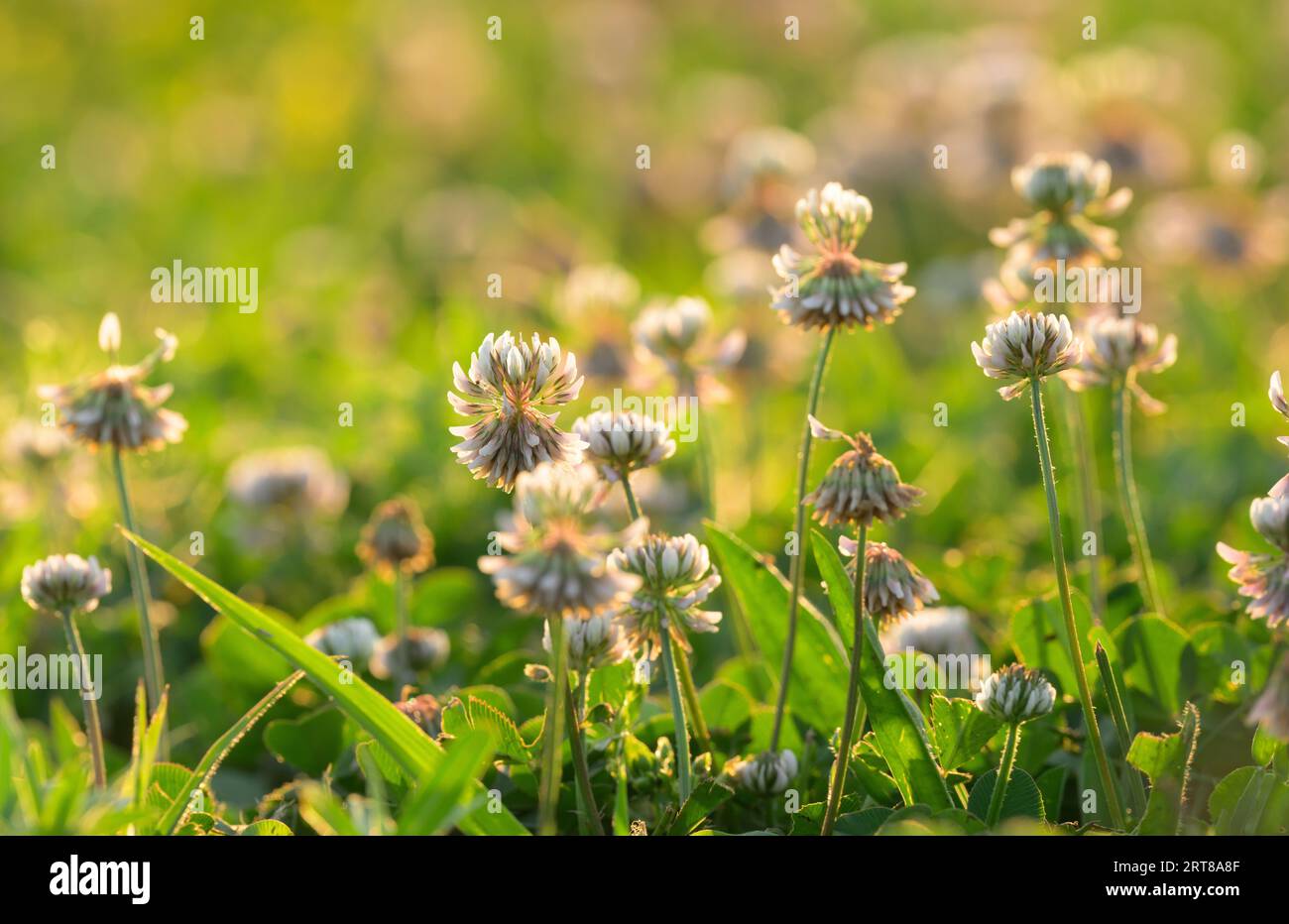 White clover back lit by late evening spring sun Stock Photo - Alamy