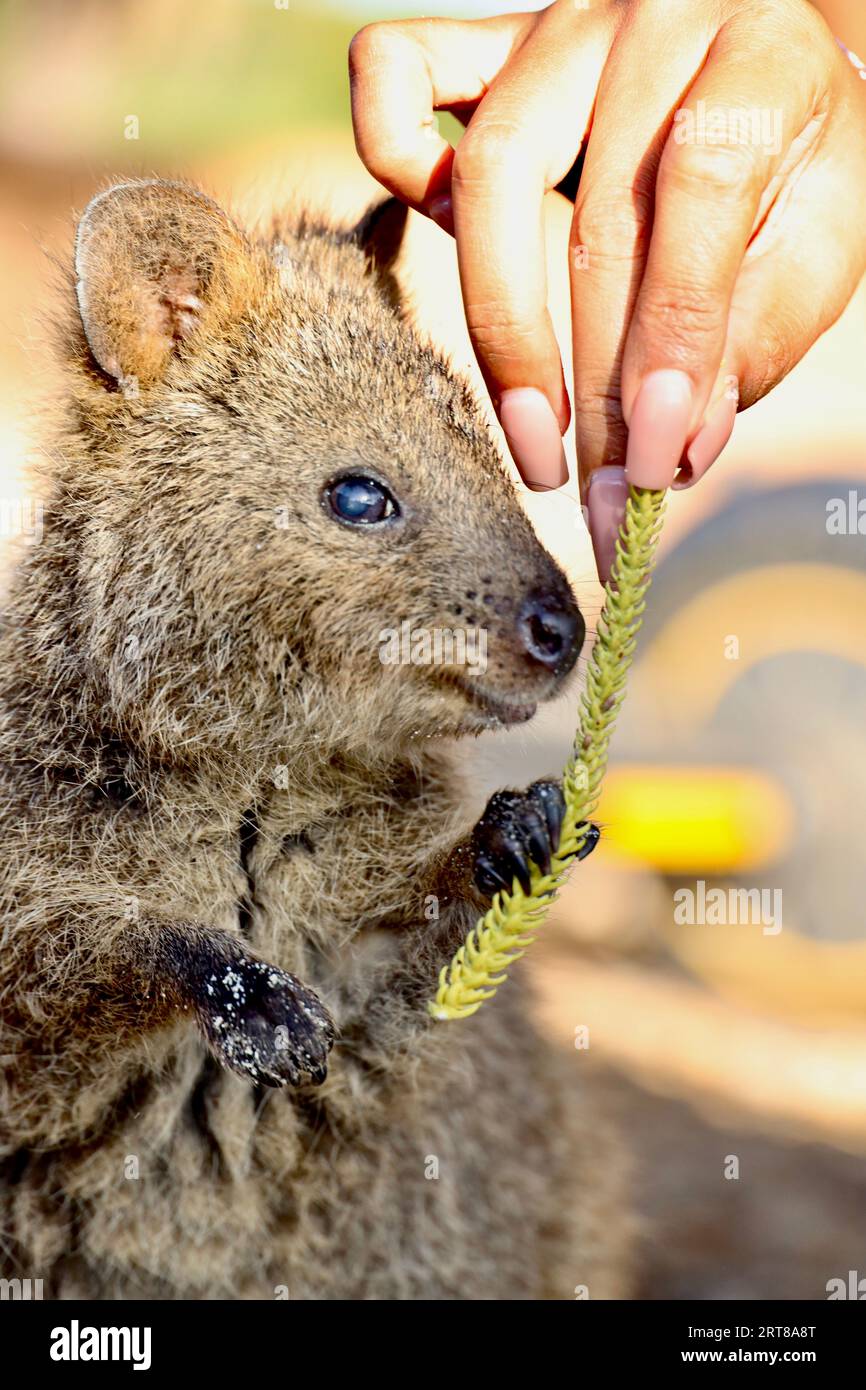 A person lovingly feeding a Quokka a green bush leaf with their hand ...