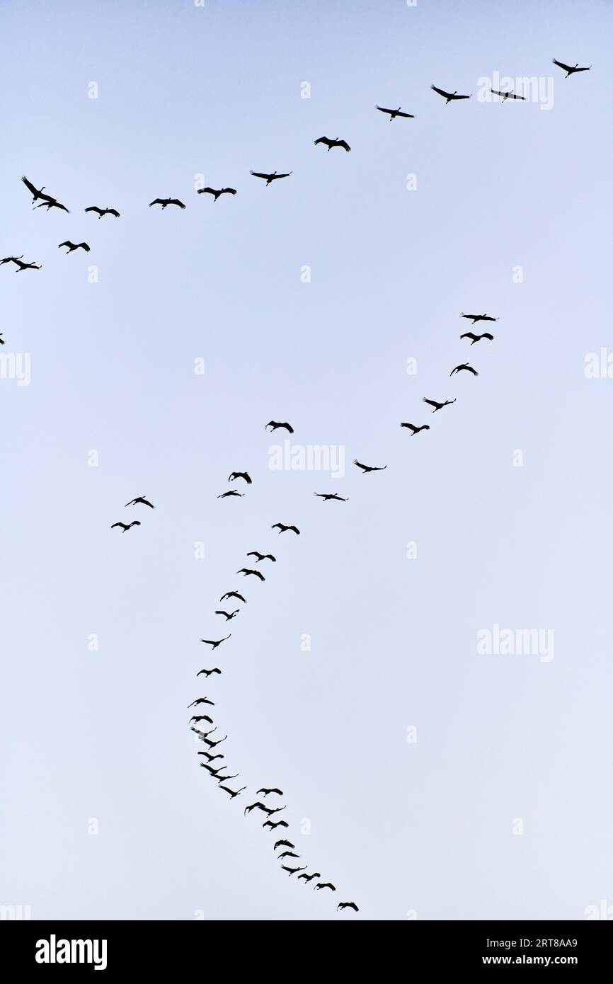 Flock of cranes flying to place to sleep Stock Photo - Alamy