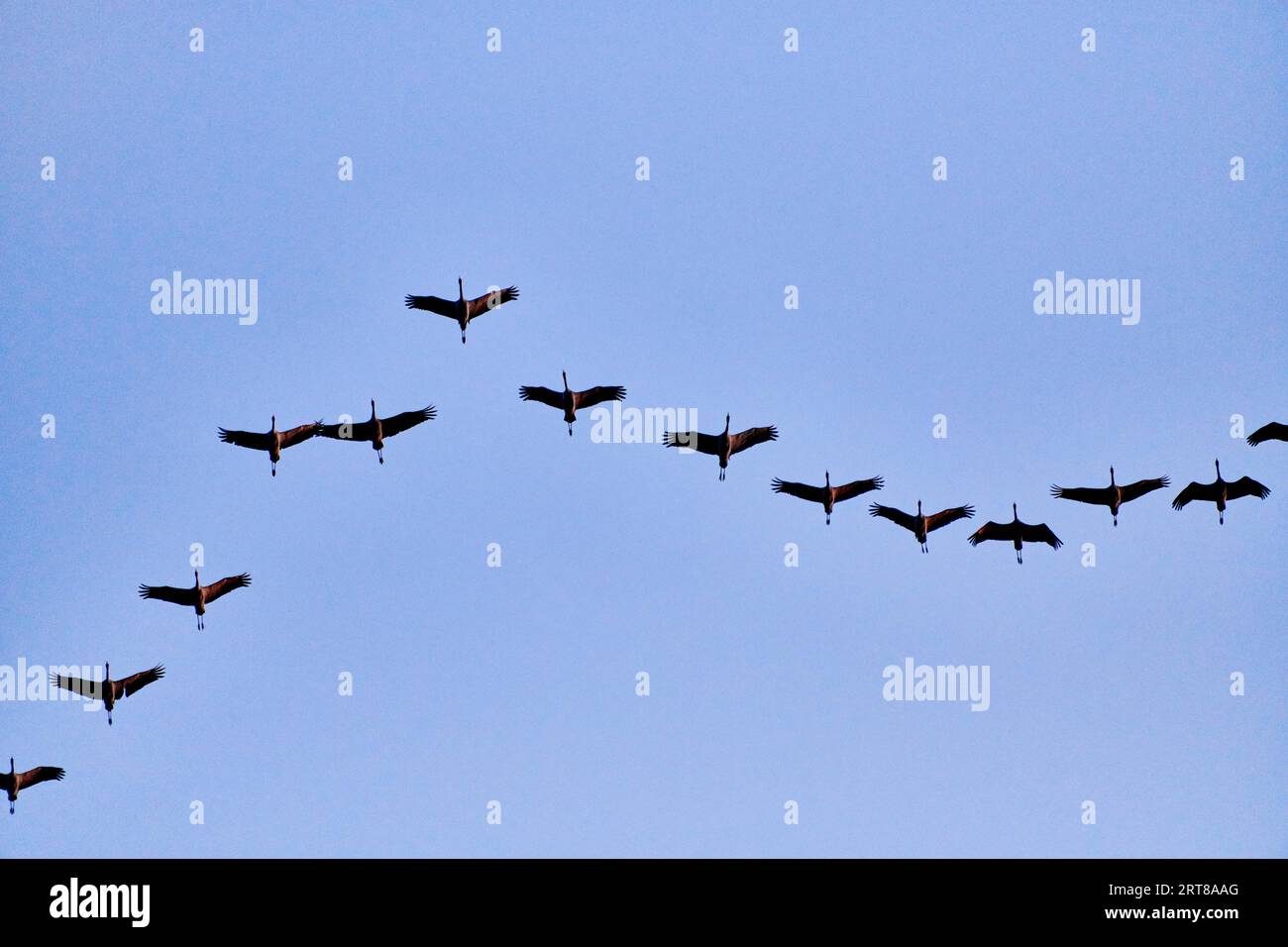 Flock of cranes flying to place to sleep Stock Photo - Alamy