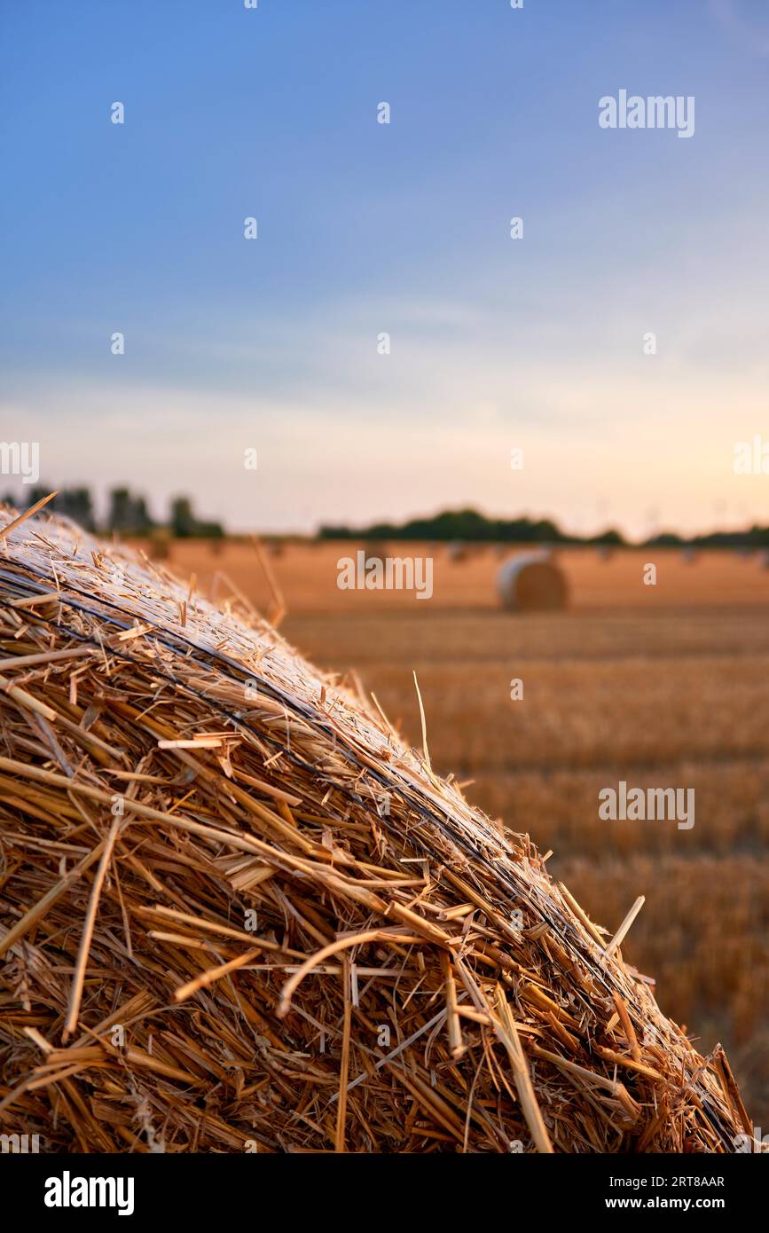 Bale barley straw hi-res stock photography and images - Alamy
