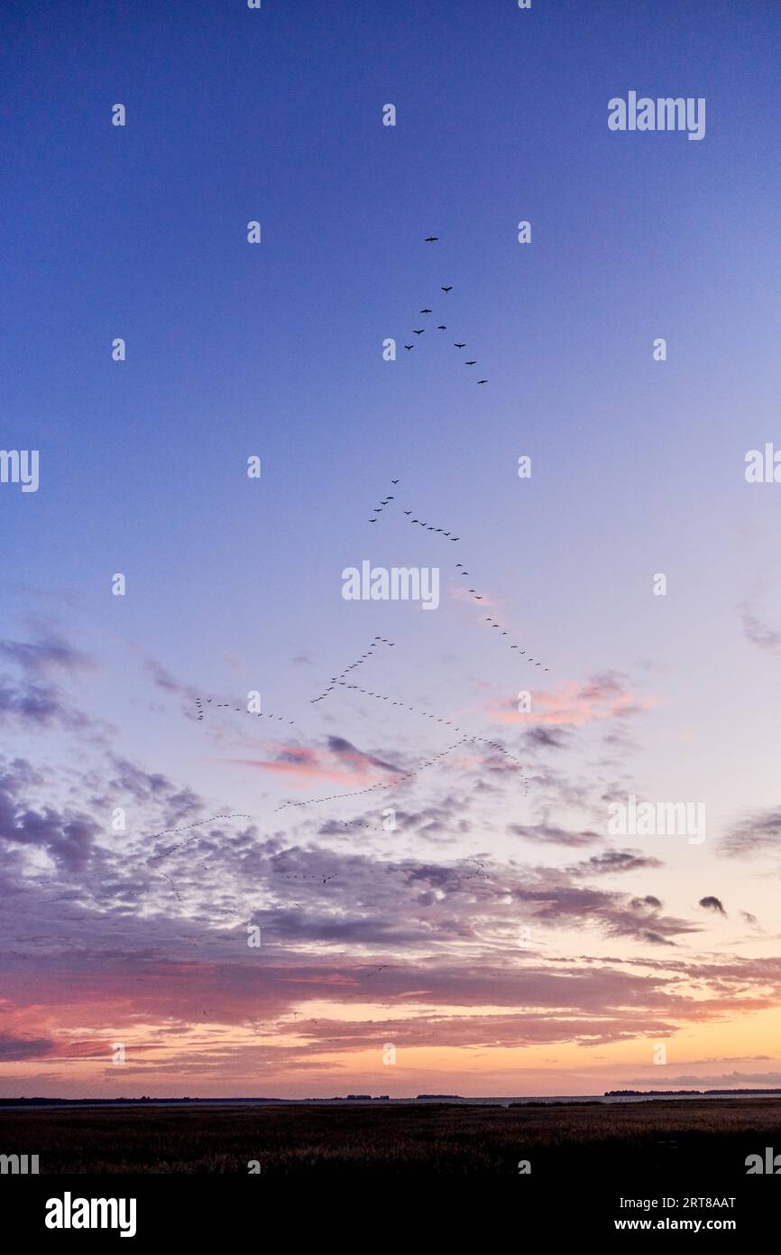 Siberian cranes flight hi-res stock photography and images - Alamy