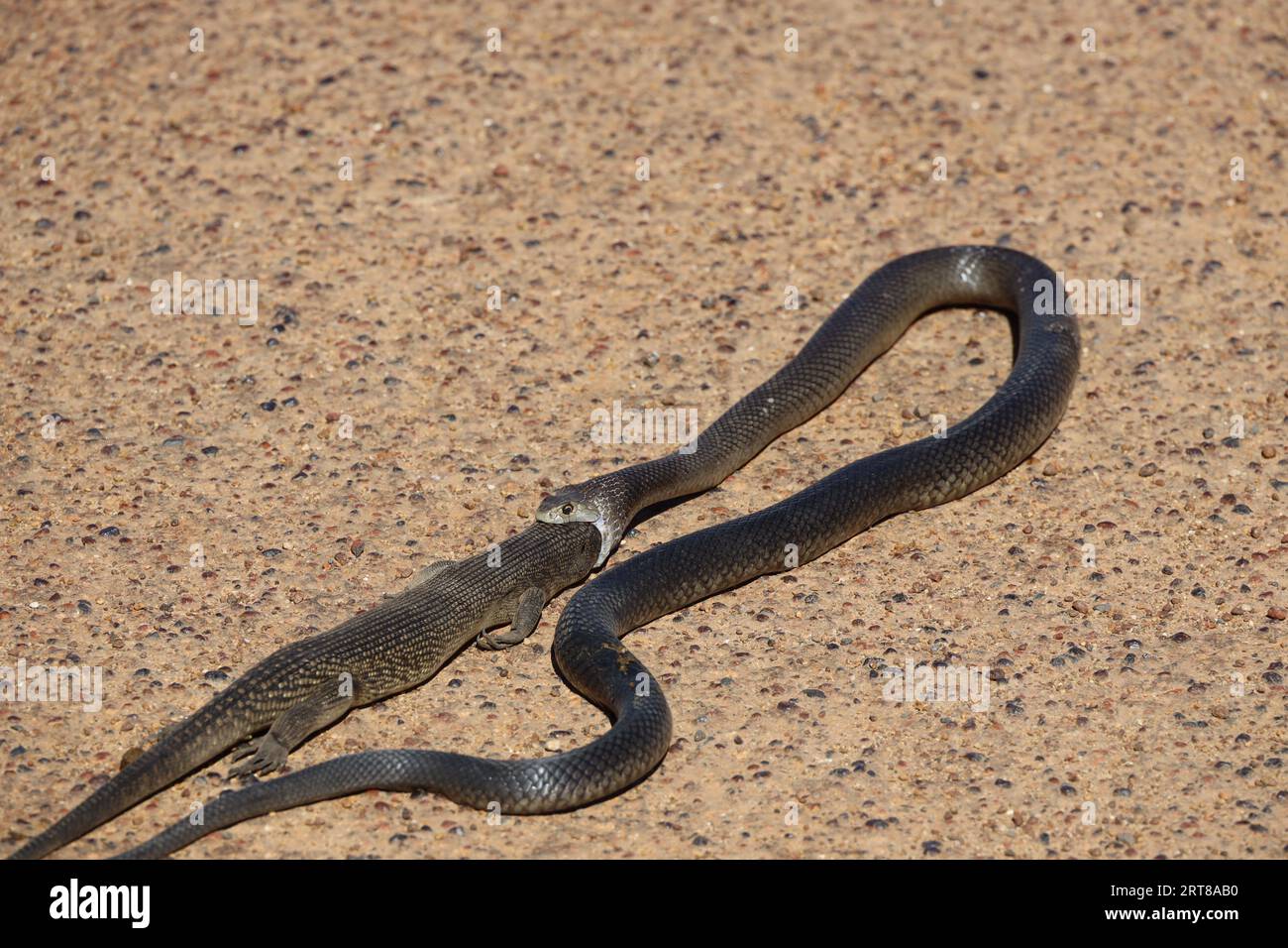 A close-up shot of a Dugite Snake Eating King Skink Lizard Stock Photo ...
