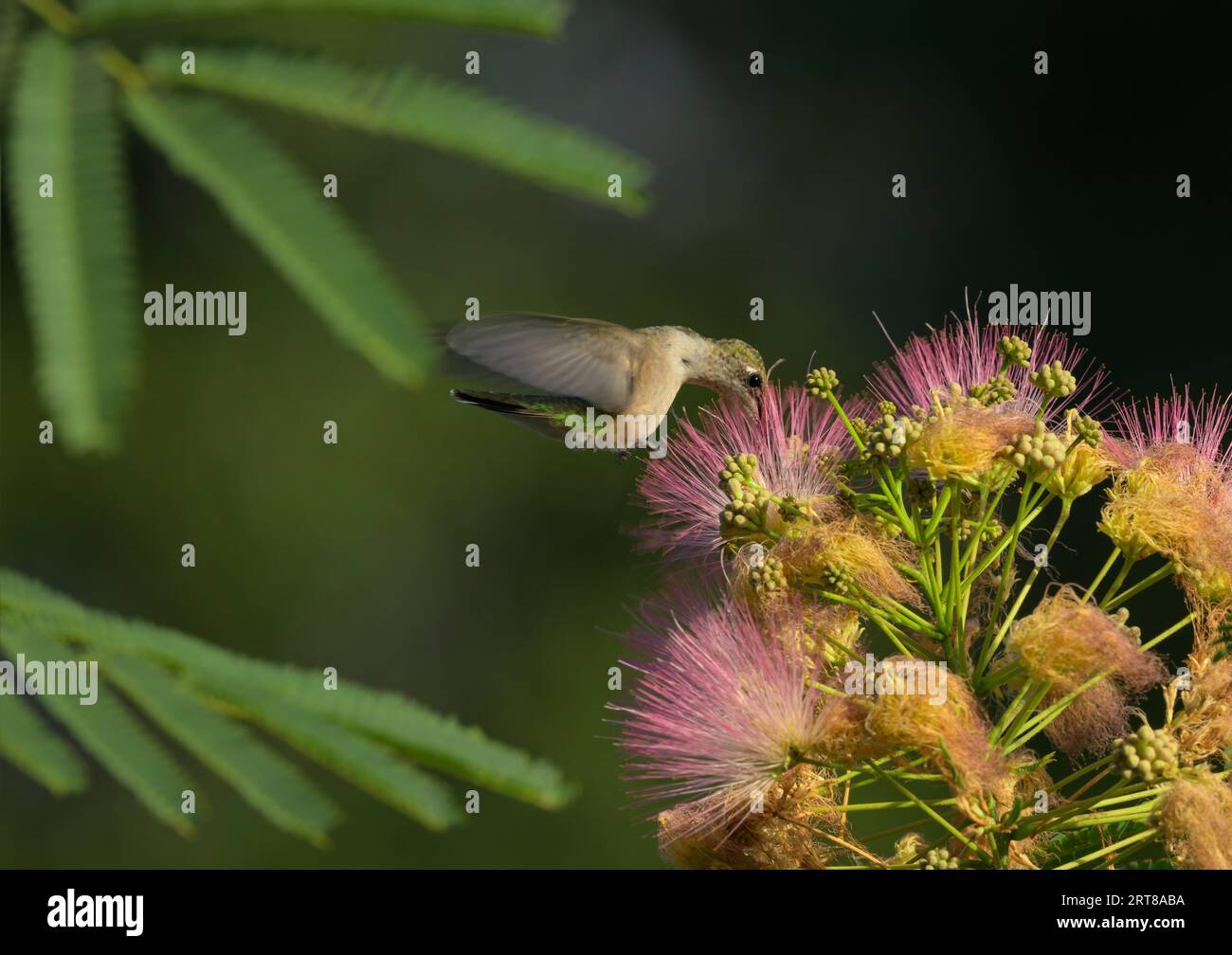 Ruby-throated Hummingbird feeding on pink fuzzy flower of Persian Silk ...