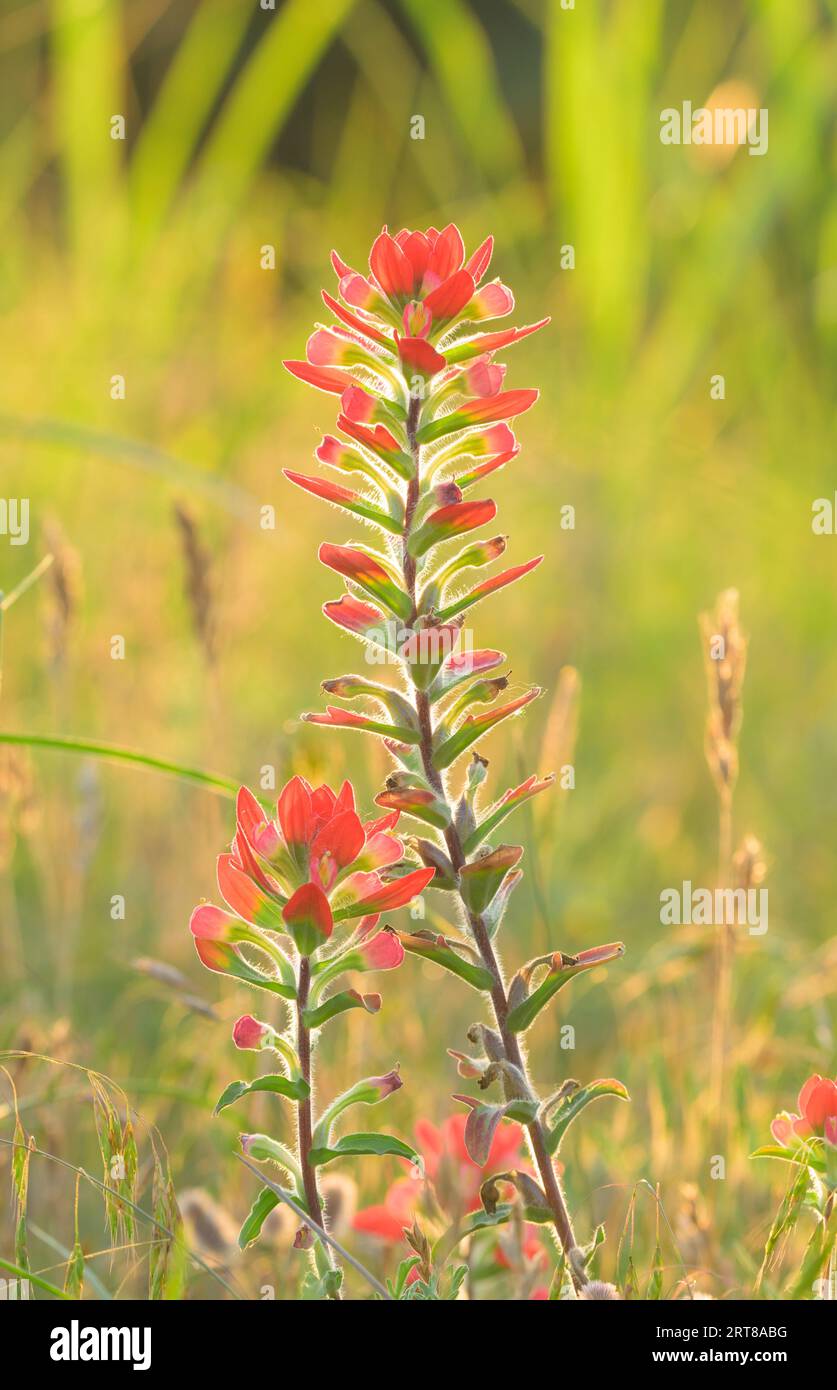Backlit indian paintbrush hi-res stock photography and images - Alamy