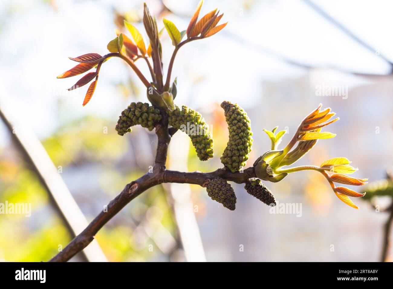 Walnut blooms. Walnuts young leaves and inflorescence on a city ...