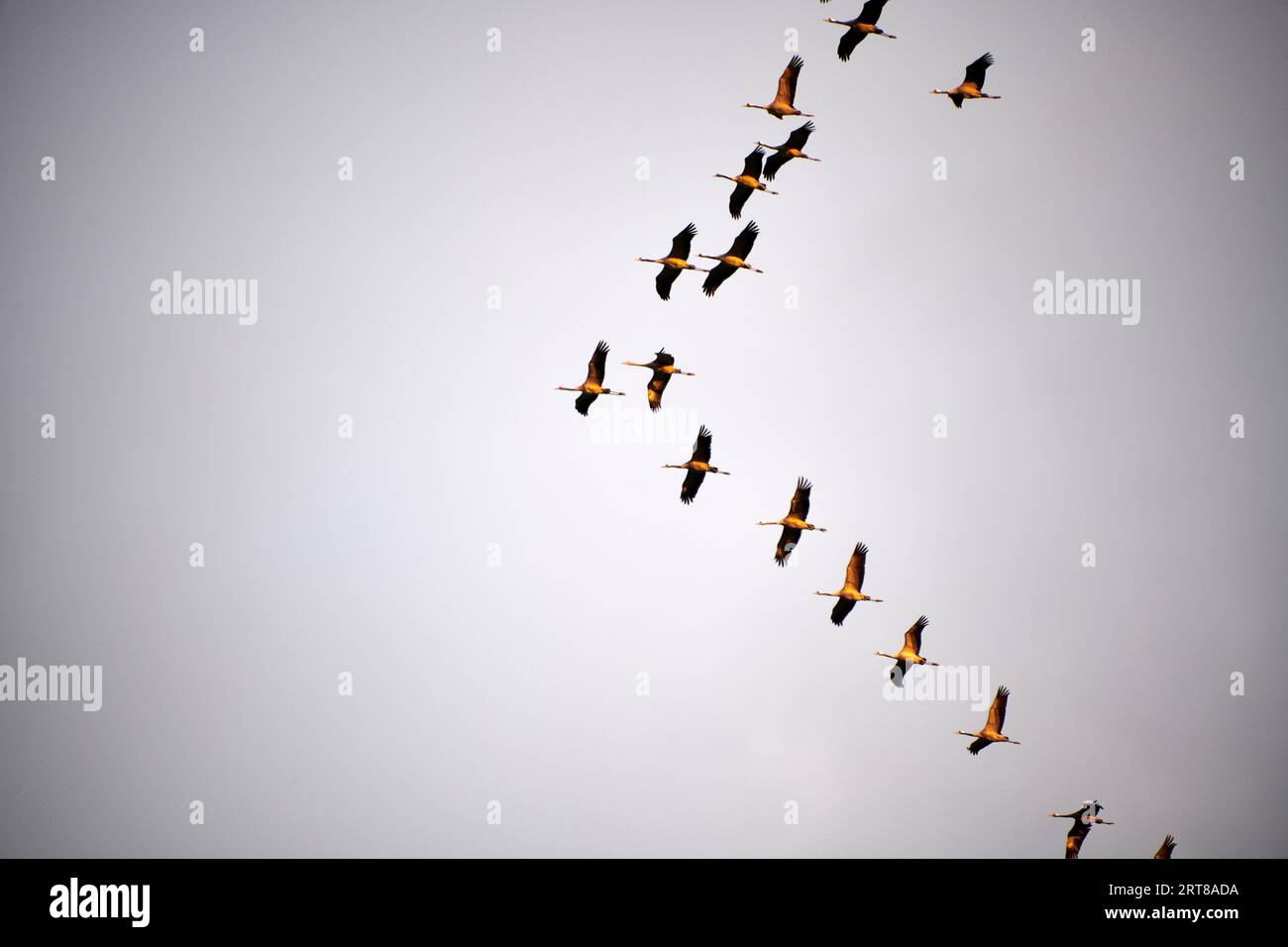Flock of siberian cranes hi-res stock photography and images - Alamy