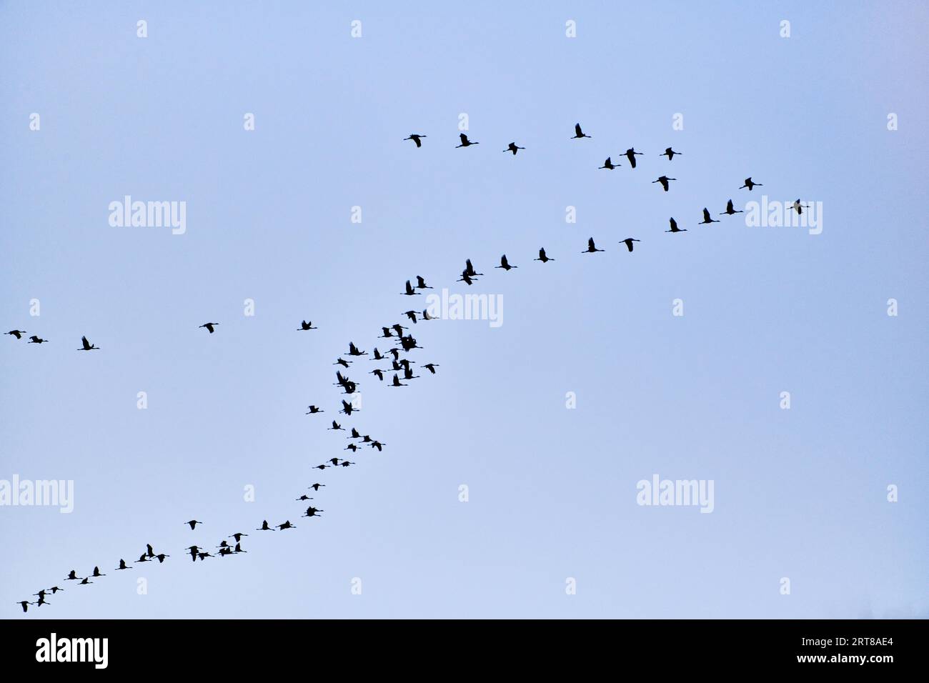 Flock of cranes hi-res stock photography and images - Alamy