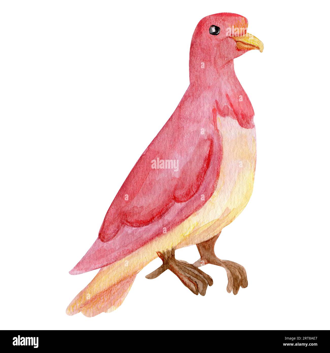 Watercolor drawing of a pink dove. Watercolor bird, ornithology, bird ...