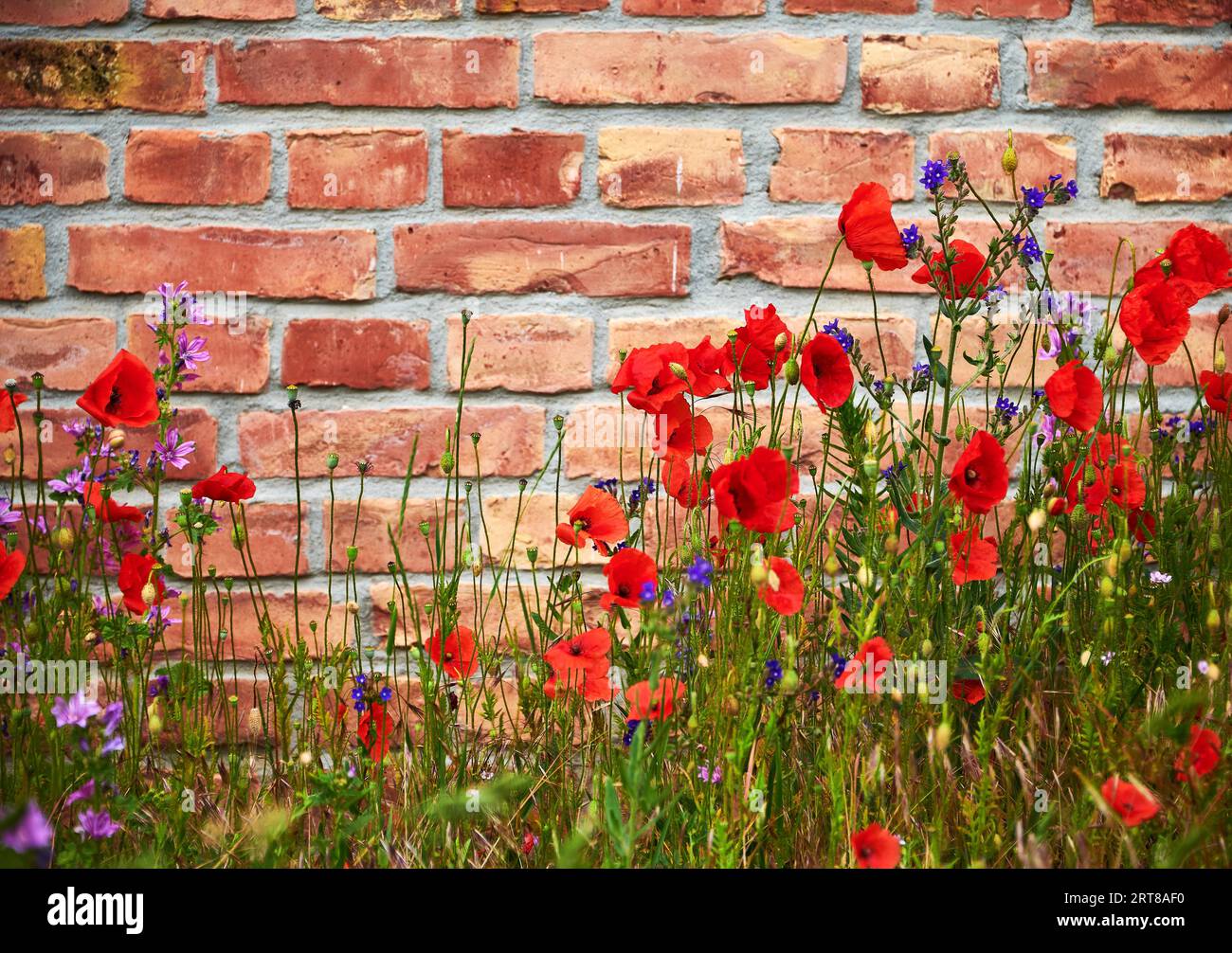 Wild red poppies in a group on island Hiddensee Stock Photo - Alamy