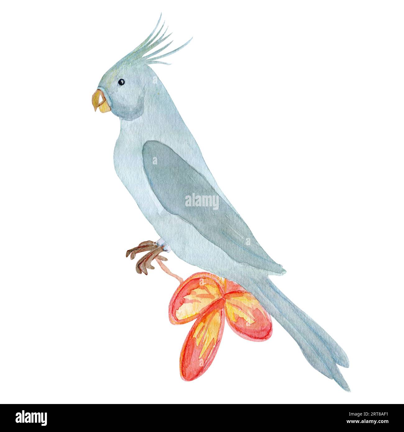 Watercolor illustration of a blue watercolor parrot with a plumeria ...