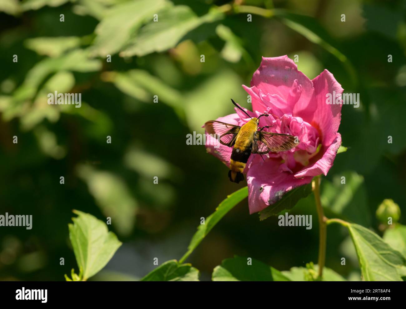 Snowberry clearwing moth feeding on a deep pink Hibiscus flower Stock ...