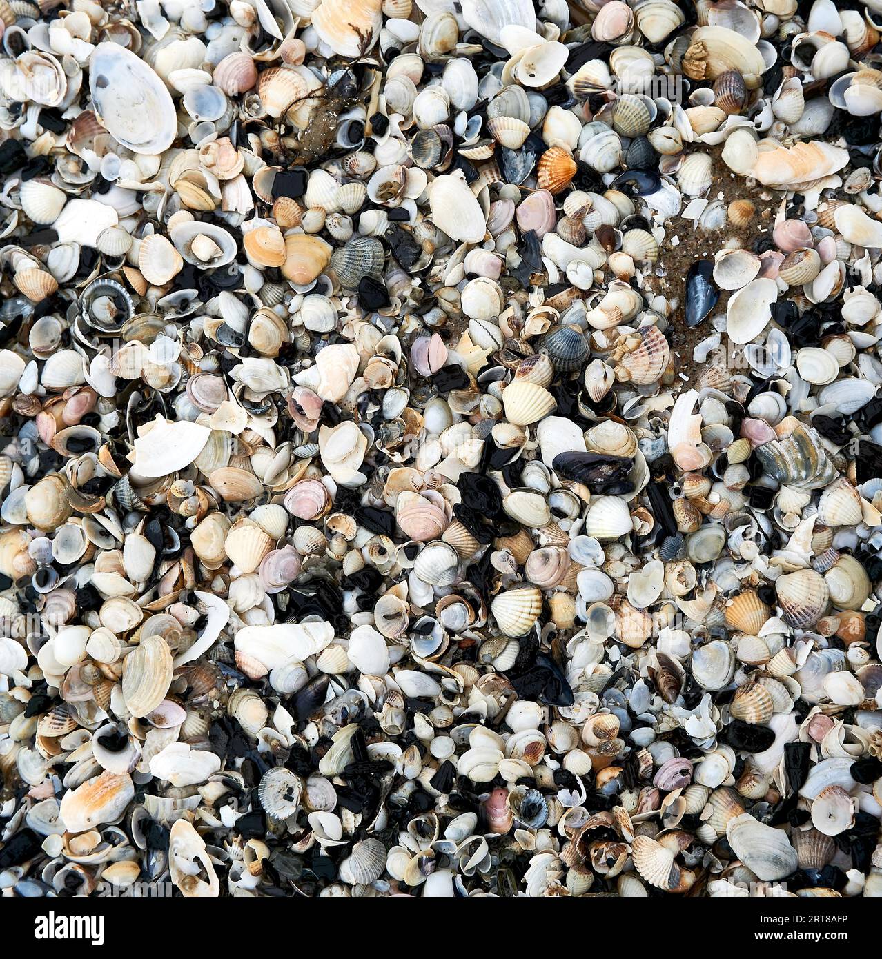 Group of white sea shells on beach Stock Photo - Alamy