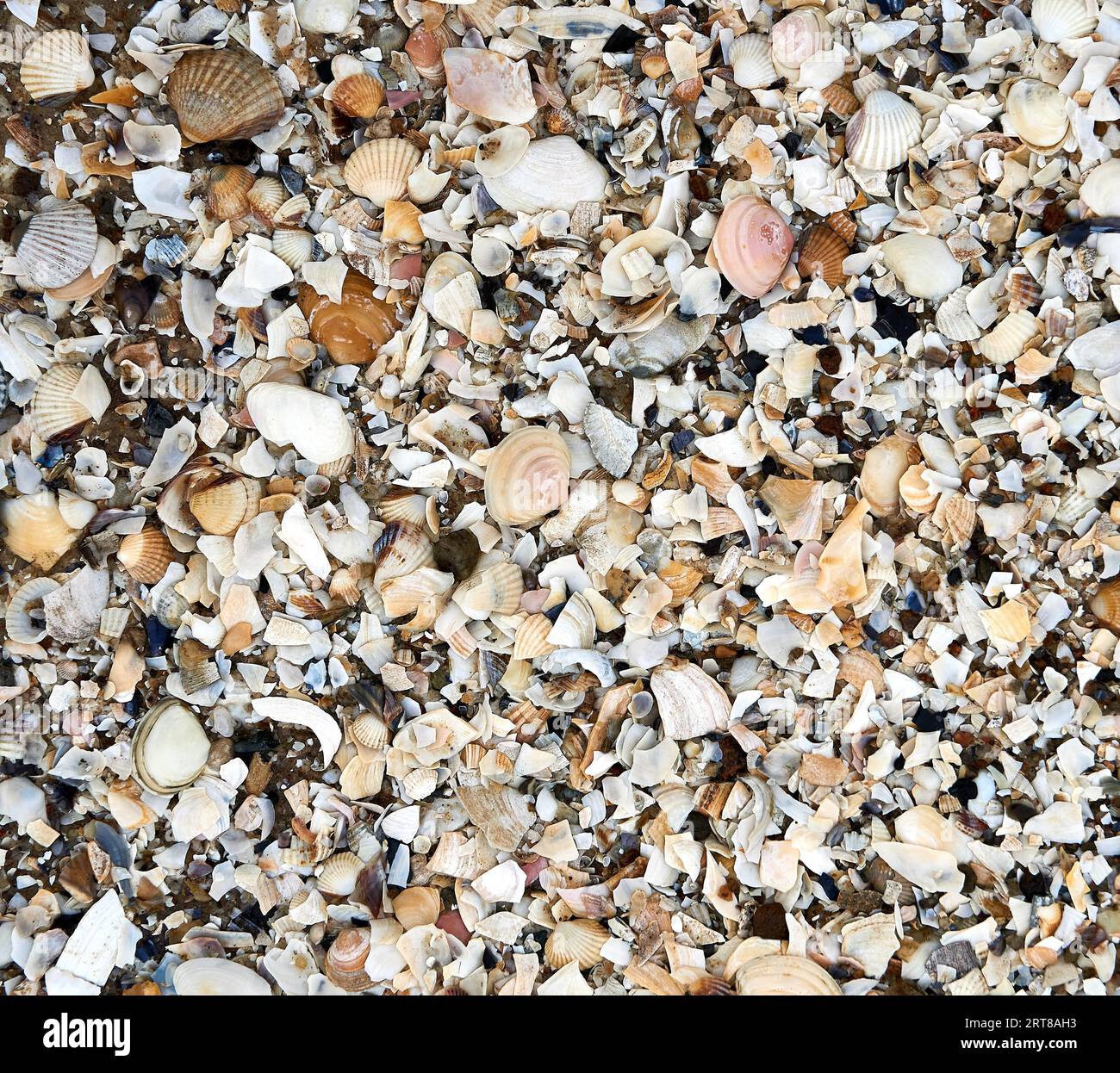 Group of white sea shells on beach Stock Photo - Alamy