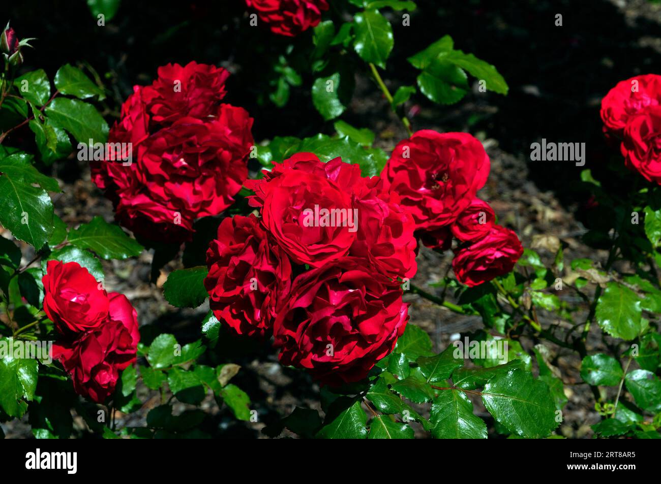 Dark pink roses Stock Photo - Alamy