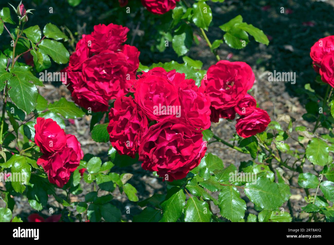 Dark pink red flower hi-res stock photography and images - Alamy