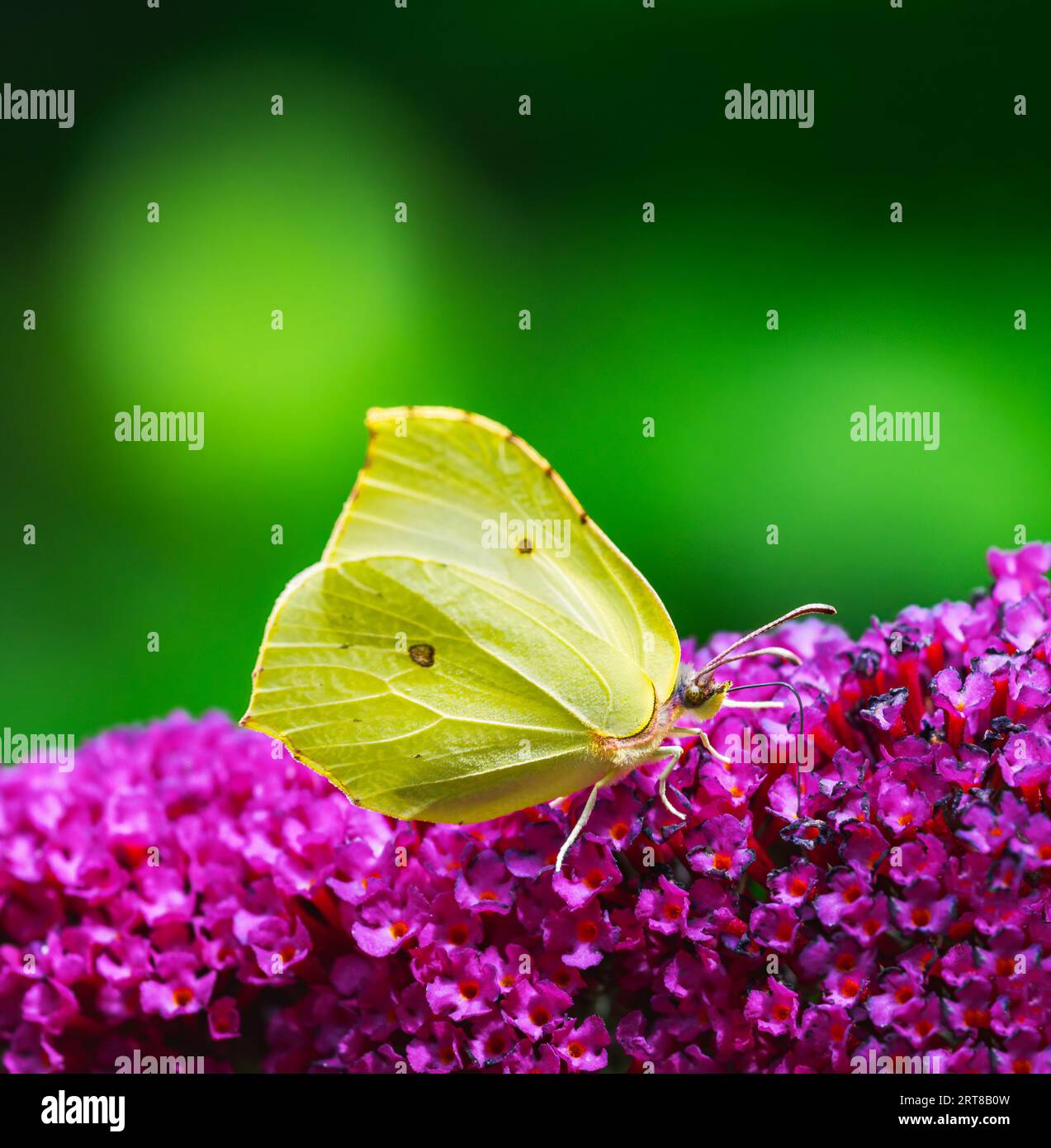 Yellow brimstone butterfly hi-res stock photography and images - Alamy