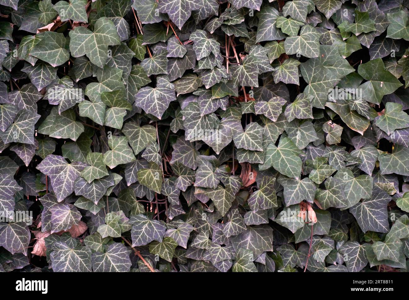 Evergreen ivy wall background Stock Photo - Alamy