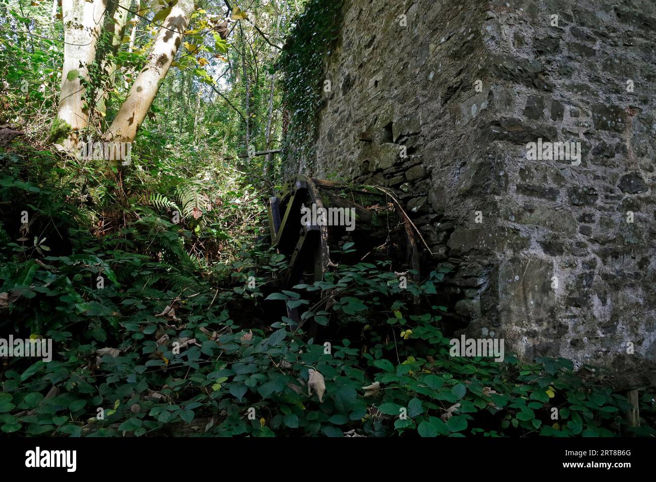 Side view and overgrown and dilapidated waterwheel, the Gorse Mill at ...