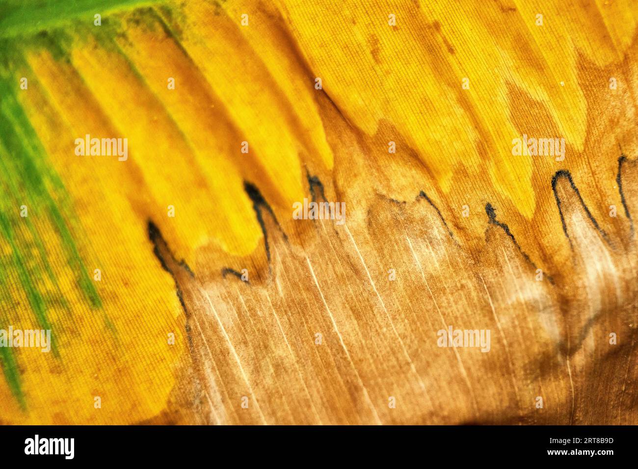 Dying banana leaf in green and yellow colors Stock Photo - Alamy
