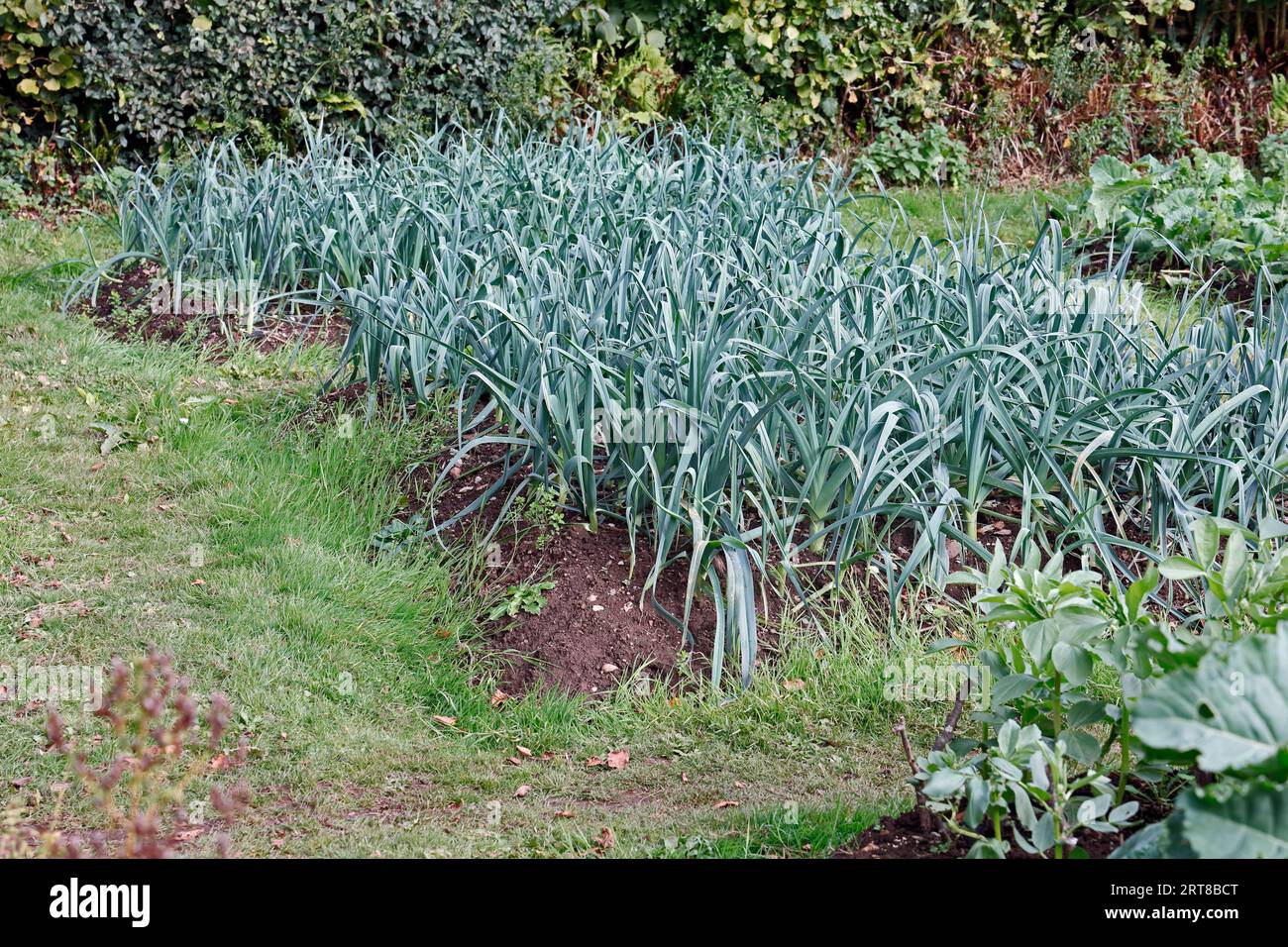 A vegetable garden with a bed of fine leeks growing, Cardiff Sept 23 ...