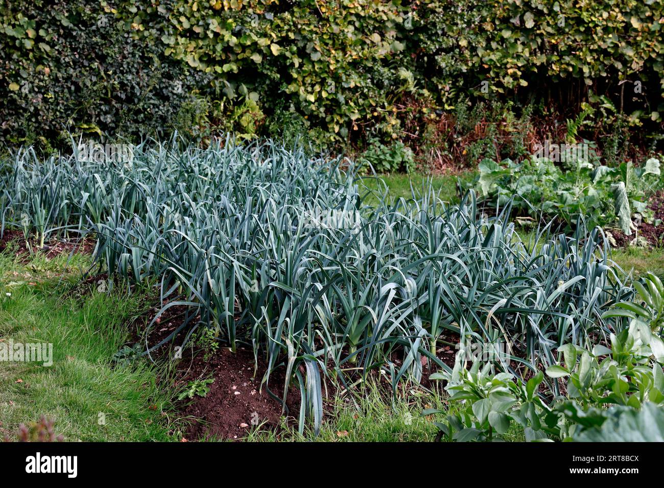 A vegetable garden with a bed of fine leeks growing, Cardiff Sept 23 ...