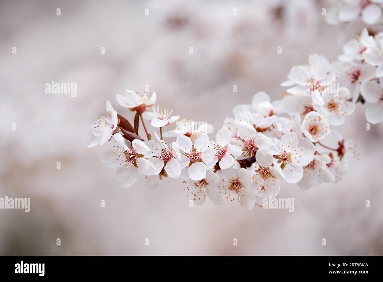 Branch of a cherry tree with cherry blossoms in spring Stock Photo - Alamy