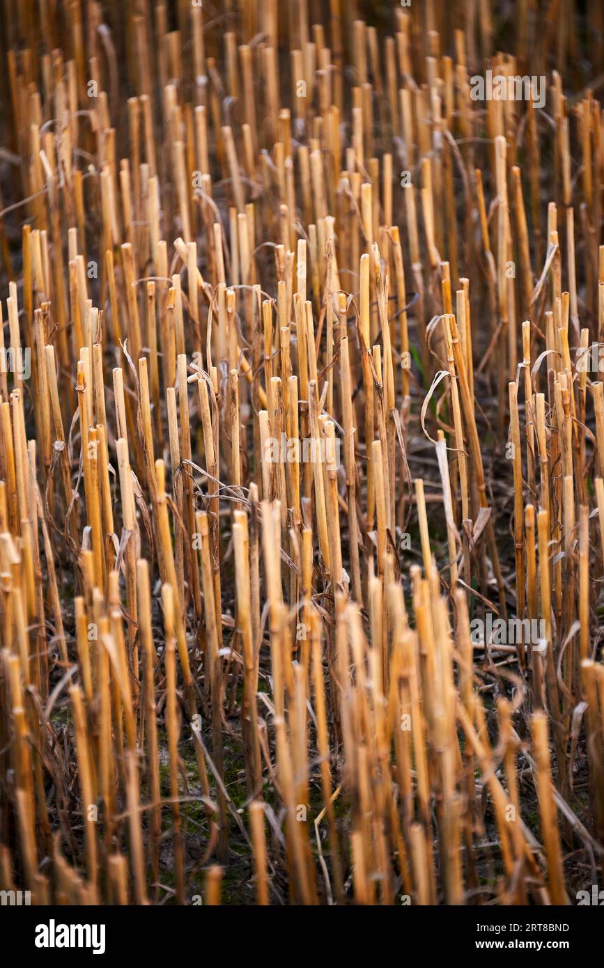 Finished field hi-res stock photography and images - Alamy