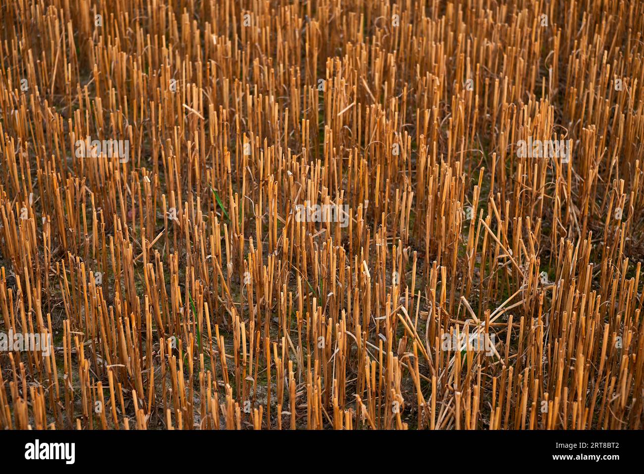 Harvest of wheat almost finished Stock Photo - Alamy