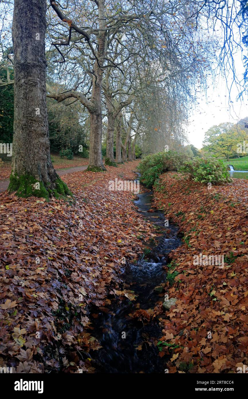 Small stream with autumn leaves, The National Museum of Histoy, Cardiff ...