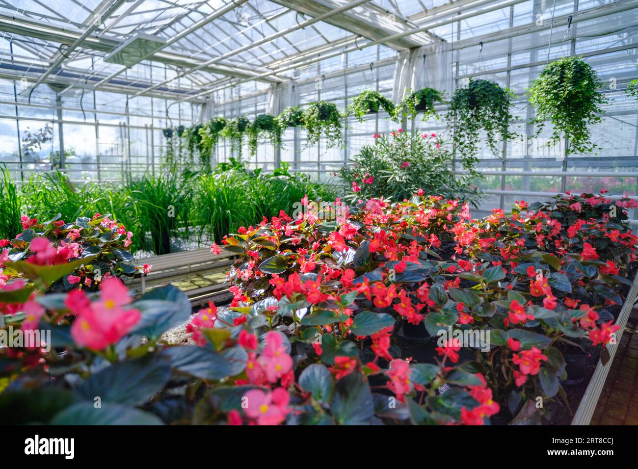 Flowers in a modern greenhouse. Greenhouses for growing flowers ...