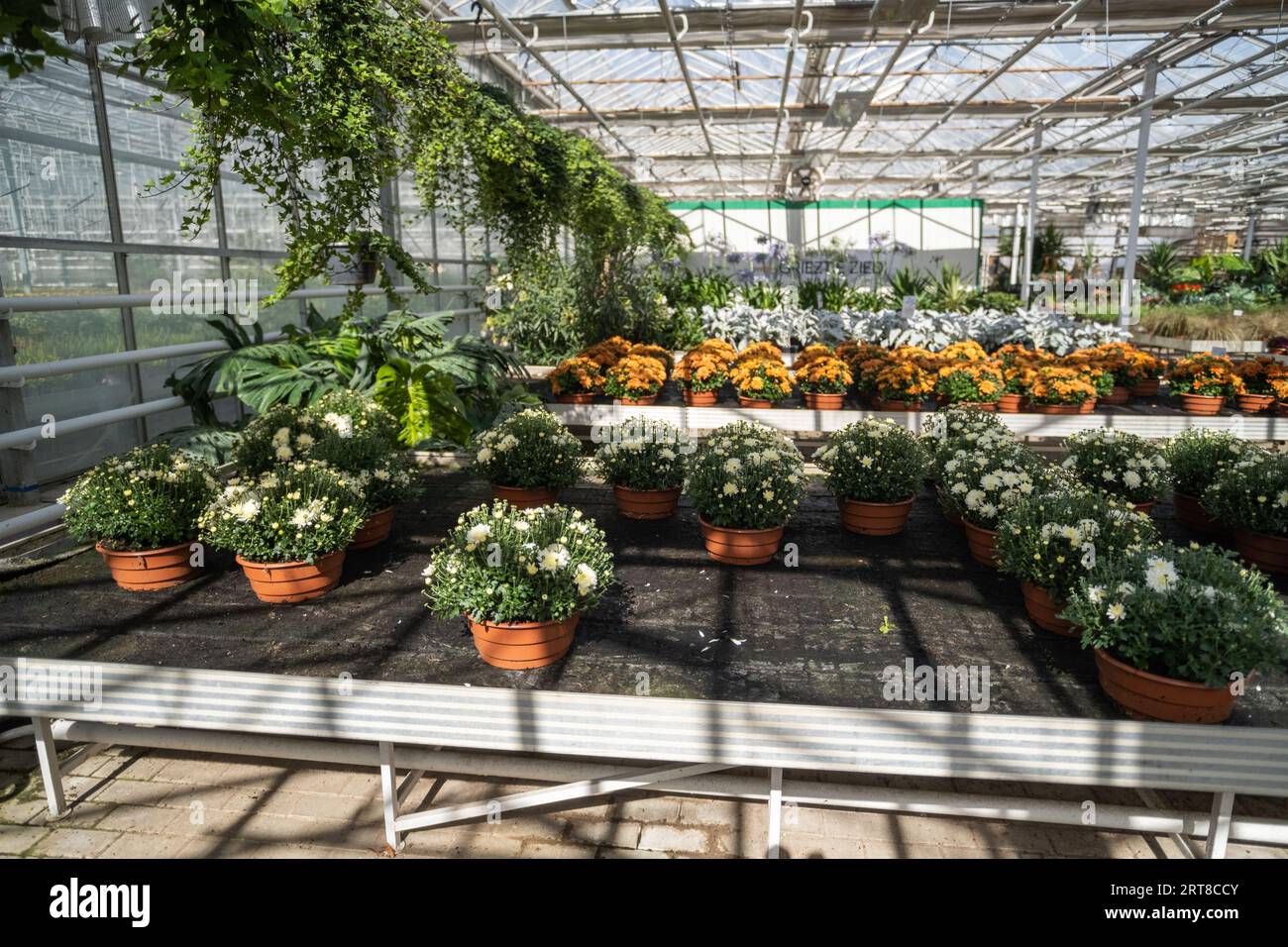 Flowers in a modern greenhouse. Greenhouses for growing flowers ...