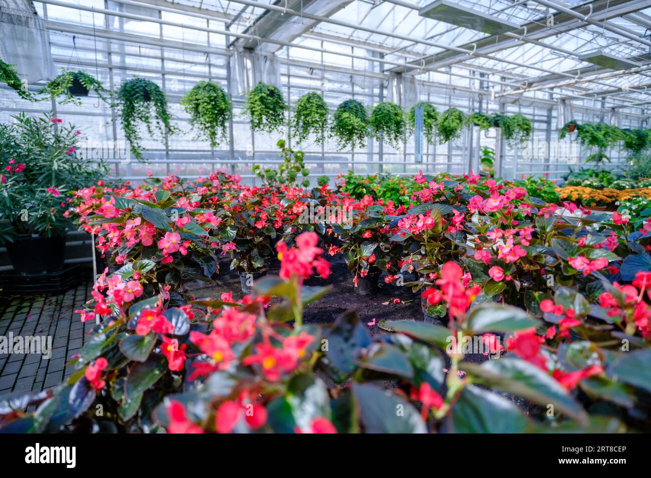 Flowers in a modern greenhouse. Greenhouses for growing flowers ...