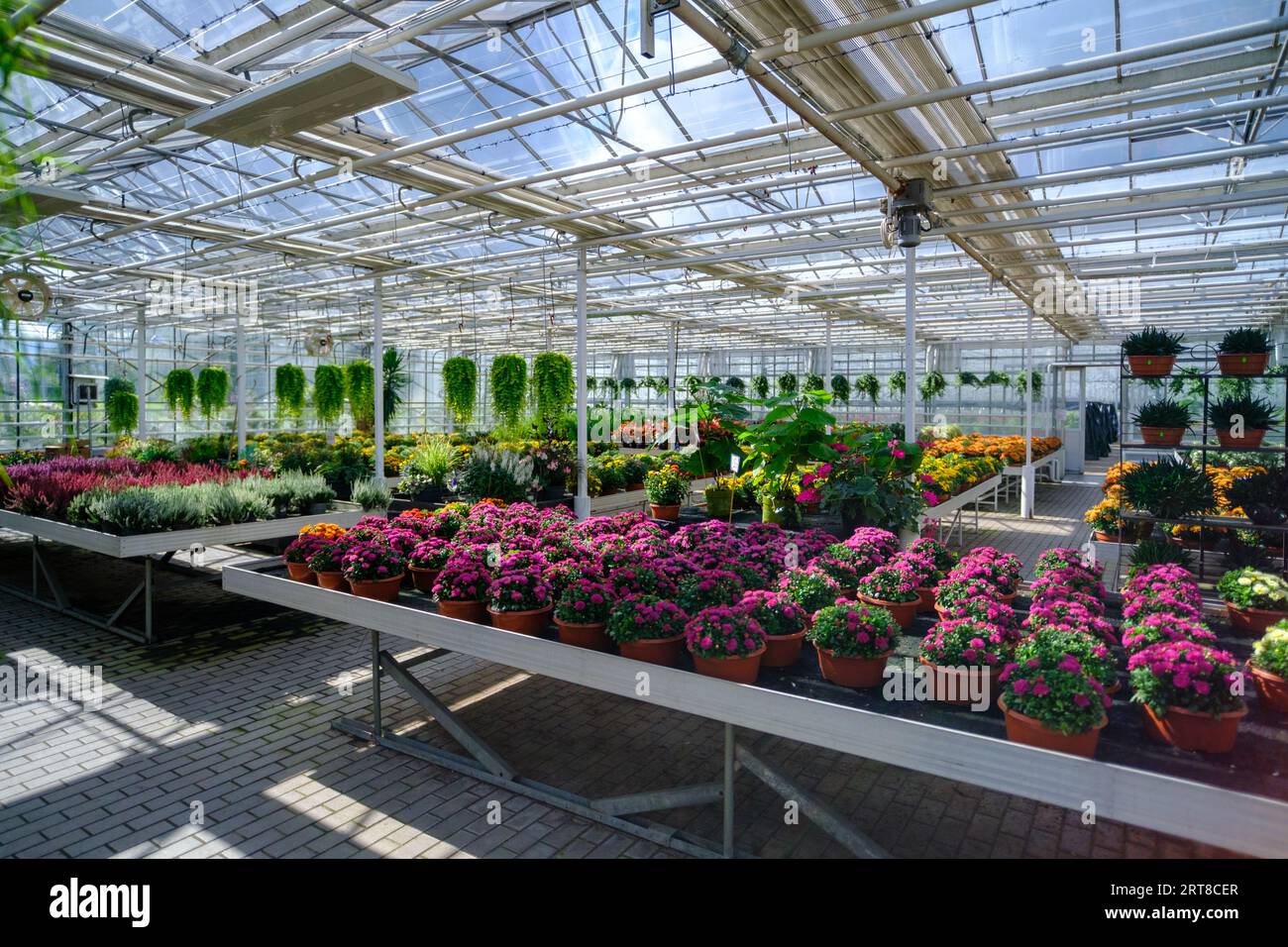 Flowers in a modern greenhouse. Greenhouses for growing flowers ...