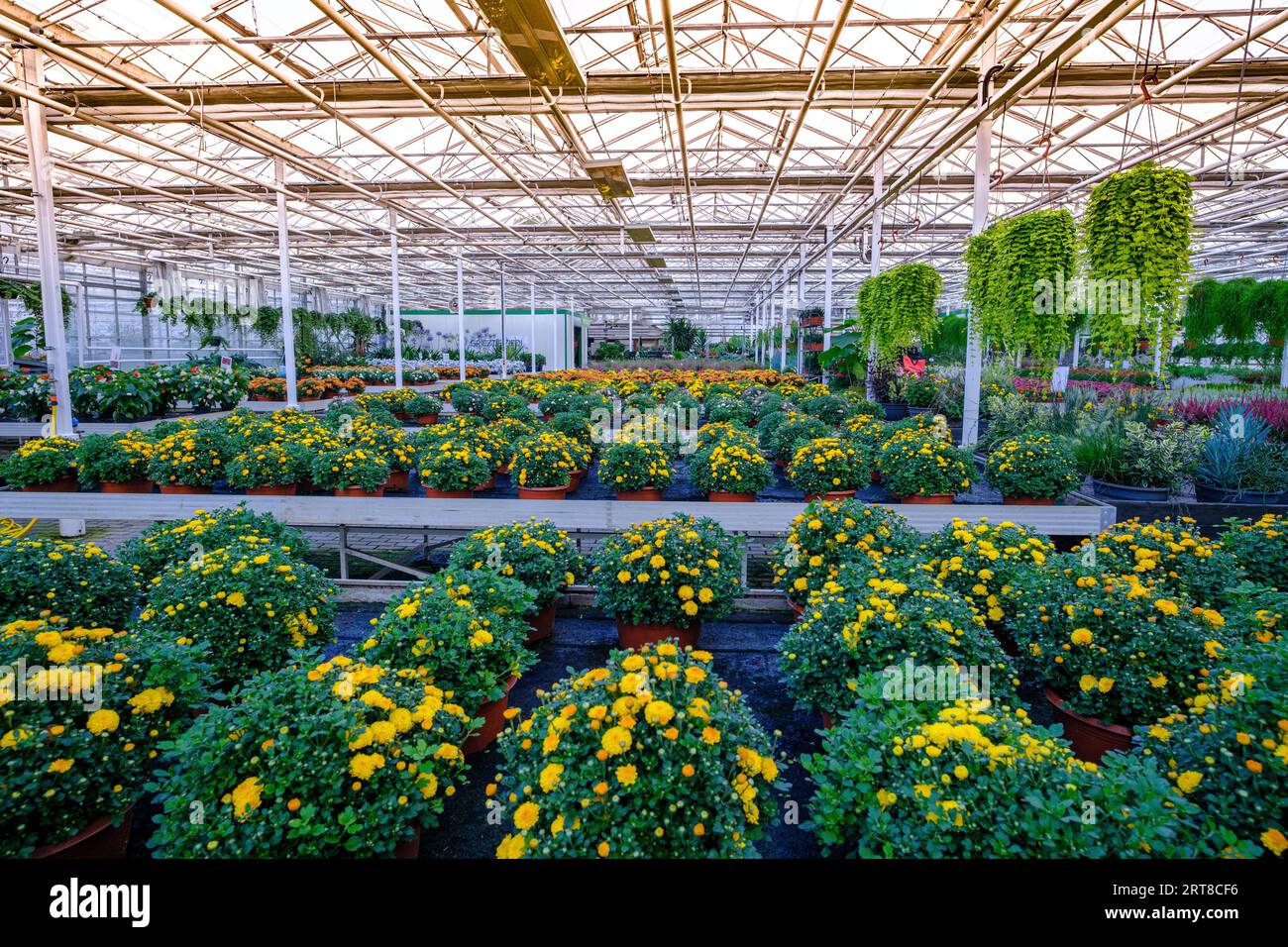 Flowers in a modern greenhouse. Greenhouses for growing flowers ...