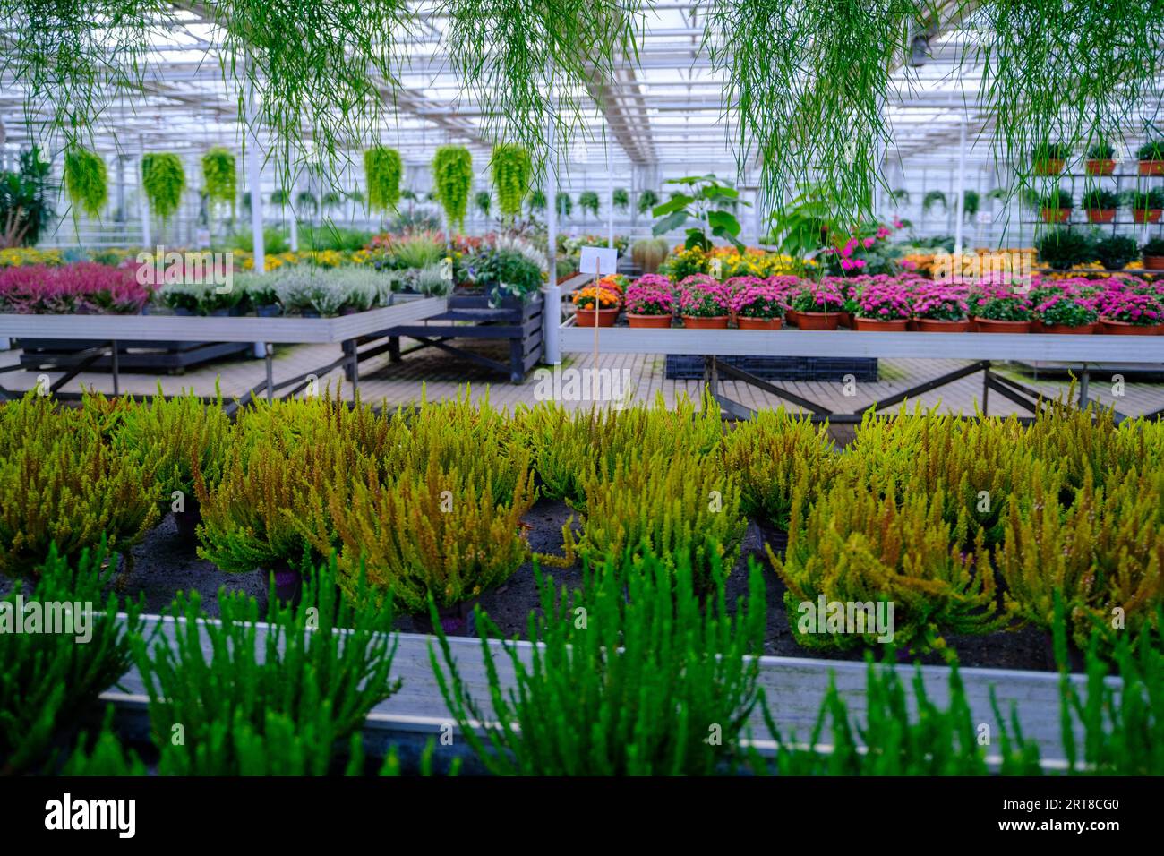 Flowers in a modern greenhouse. Greenhouses for growing flowers ...
