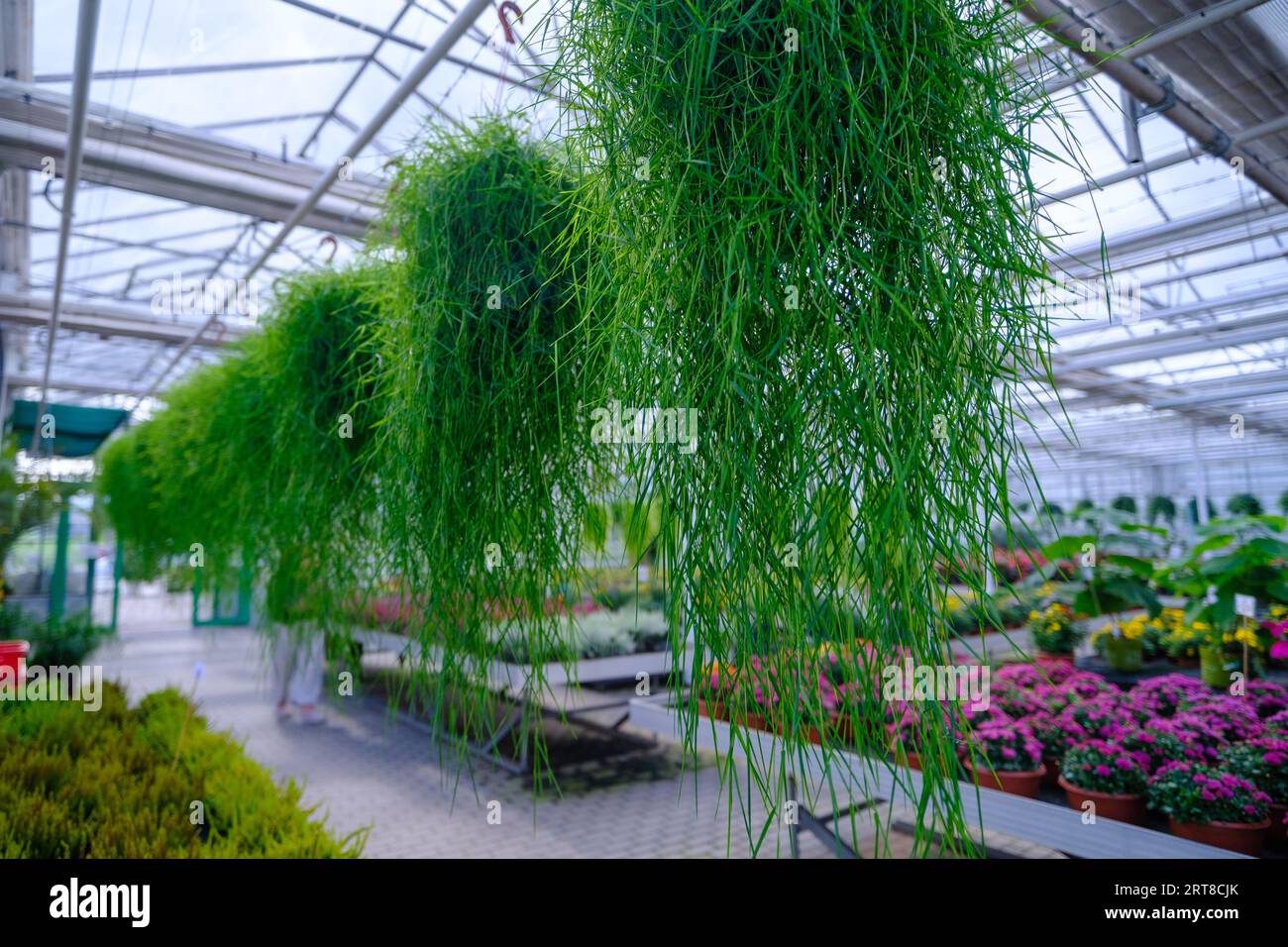 Flowers in a modern greenhouse. Greenhouses for growing flowers ...