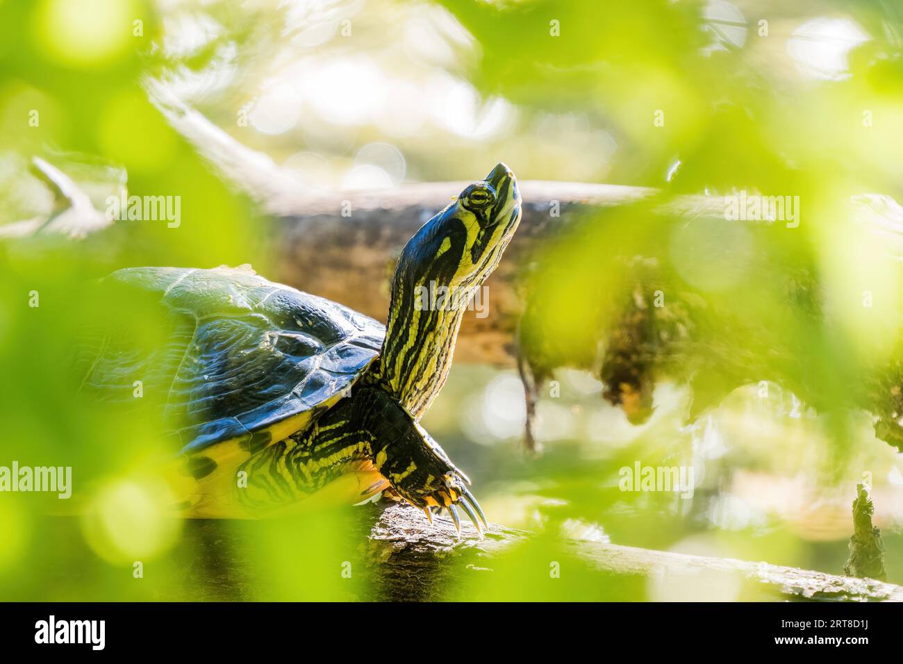Yellow-bellied slider (Trachemys scripta scripta), animal portrait ...